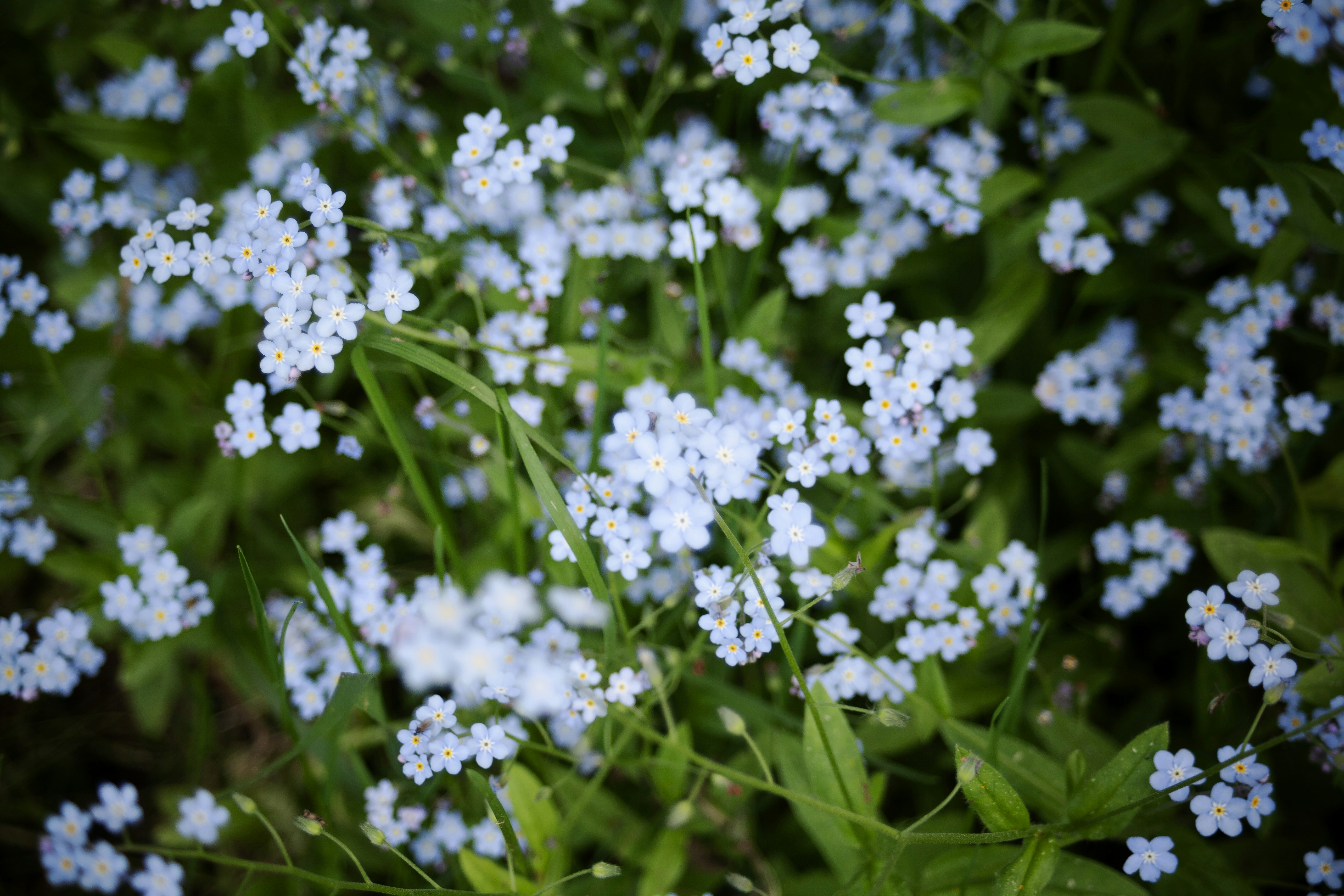 Blue Forget-me-nots: a gentle carpet of tiny blossoms