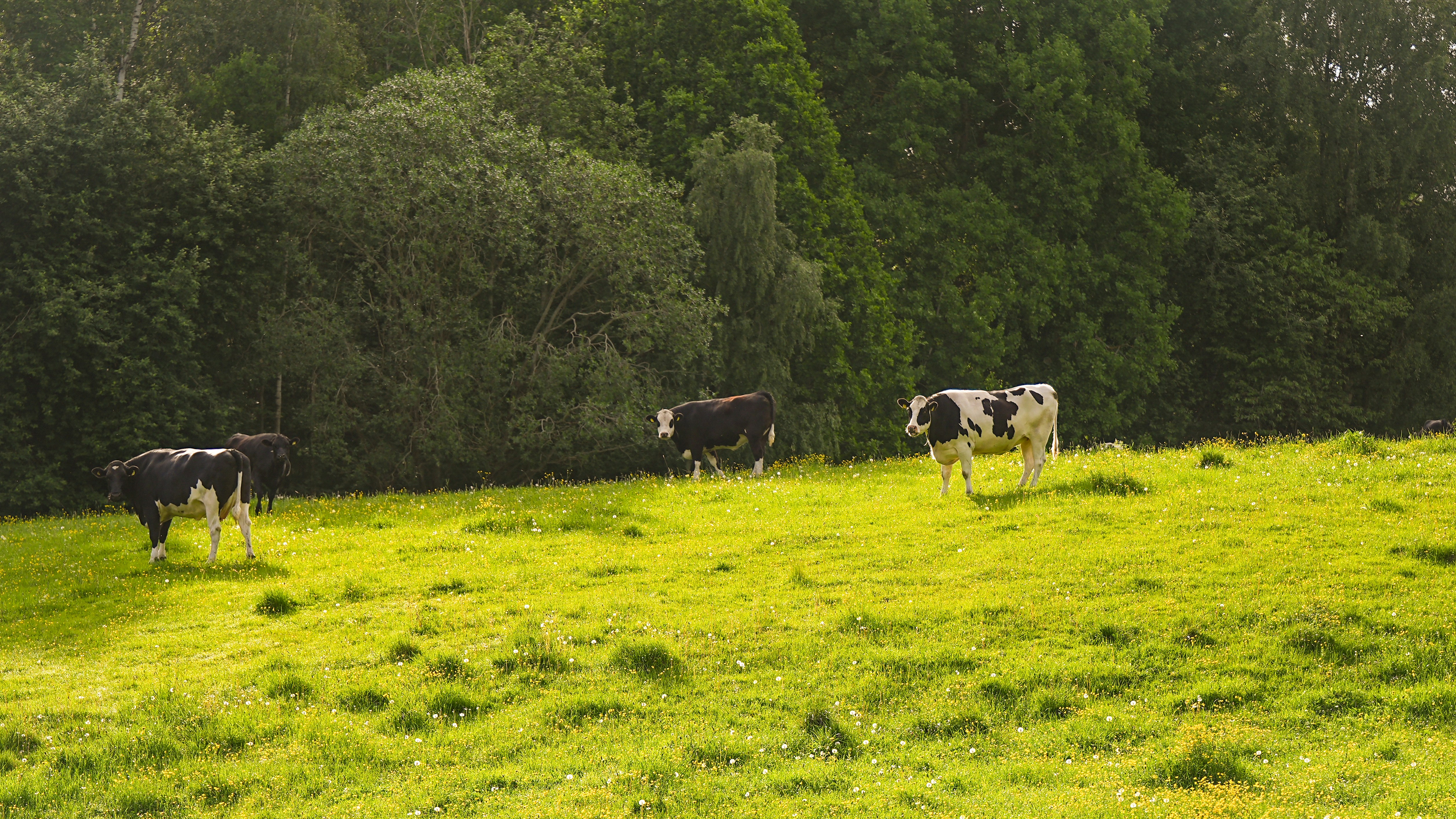 Three black and white cows graze in a green field.