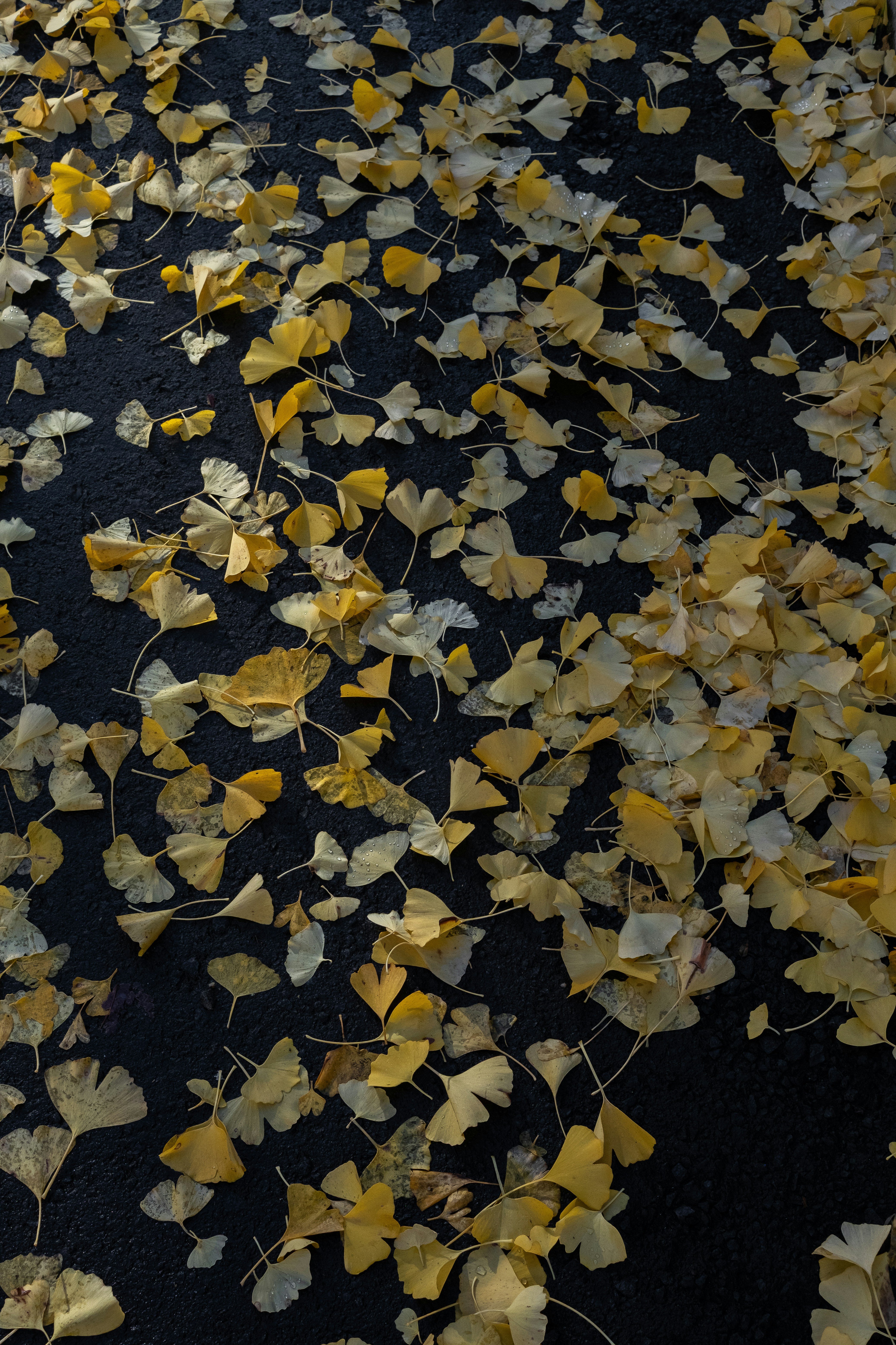 Autumn Veil on Dark Tarmac