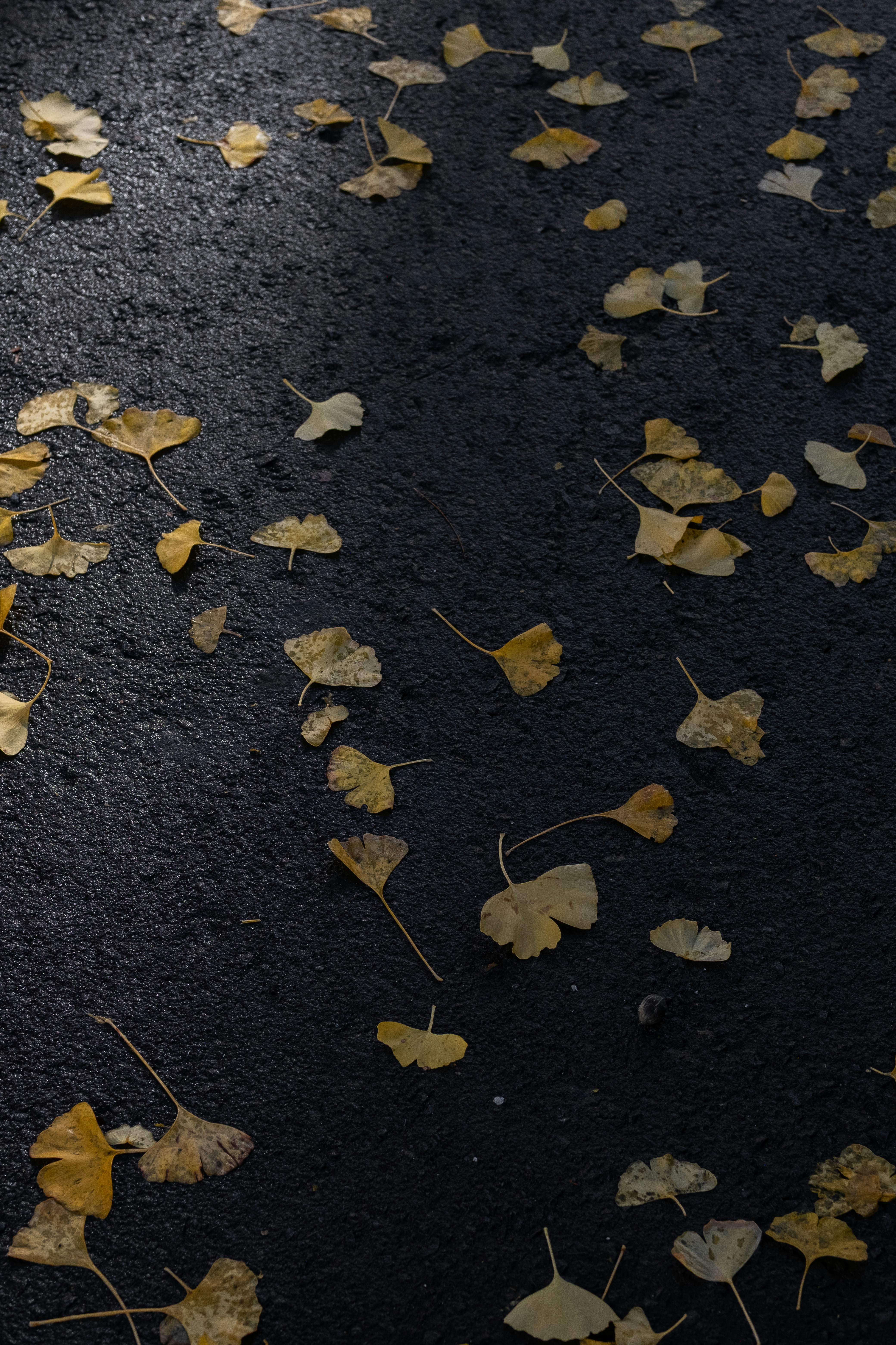 Autumn Leaves Scatter Across a Damp Asphalt Canvas