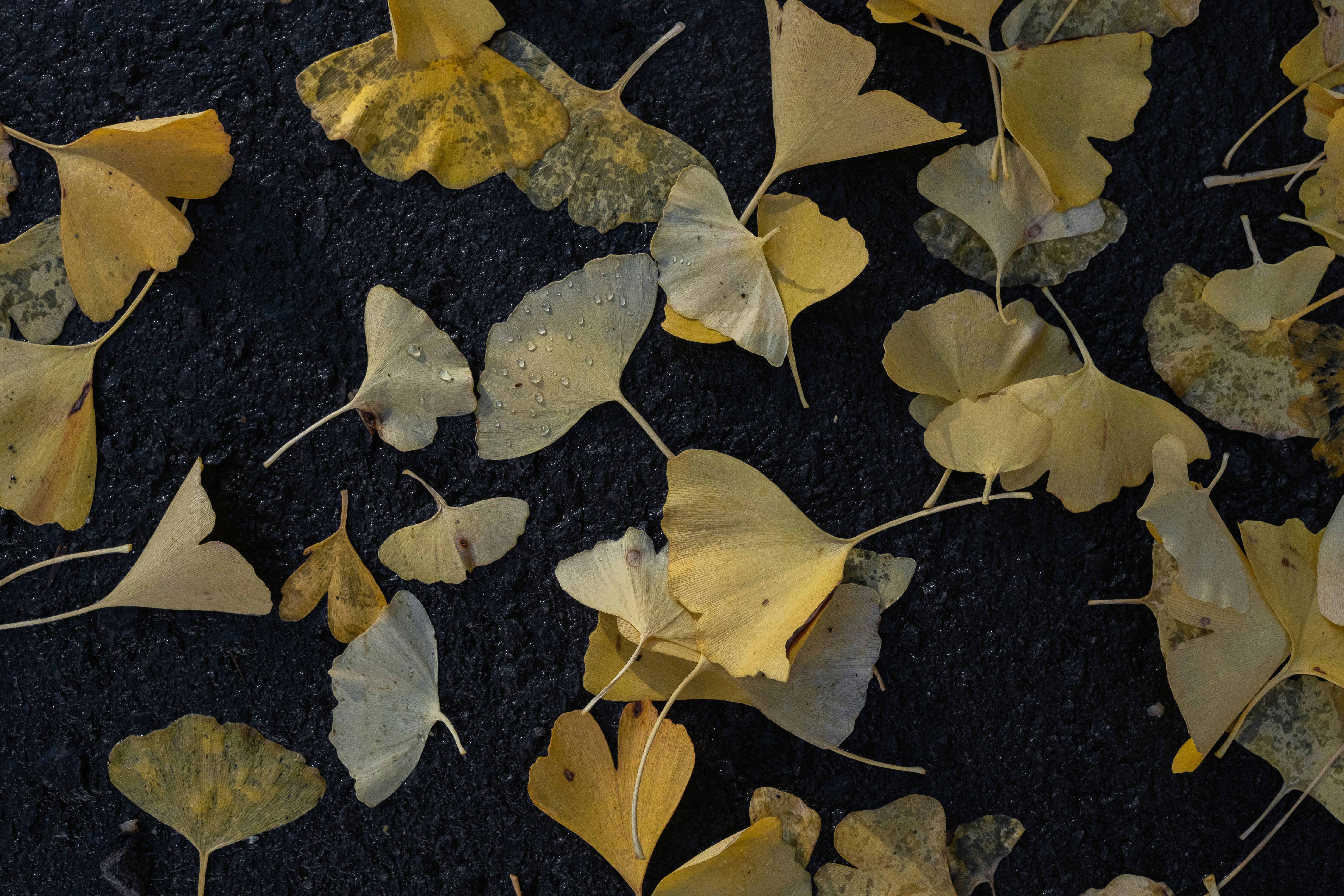 Autumn Fragments: Yellow Leaves Scatter Across Dark Ground