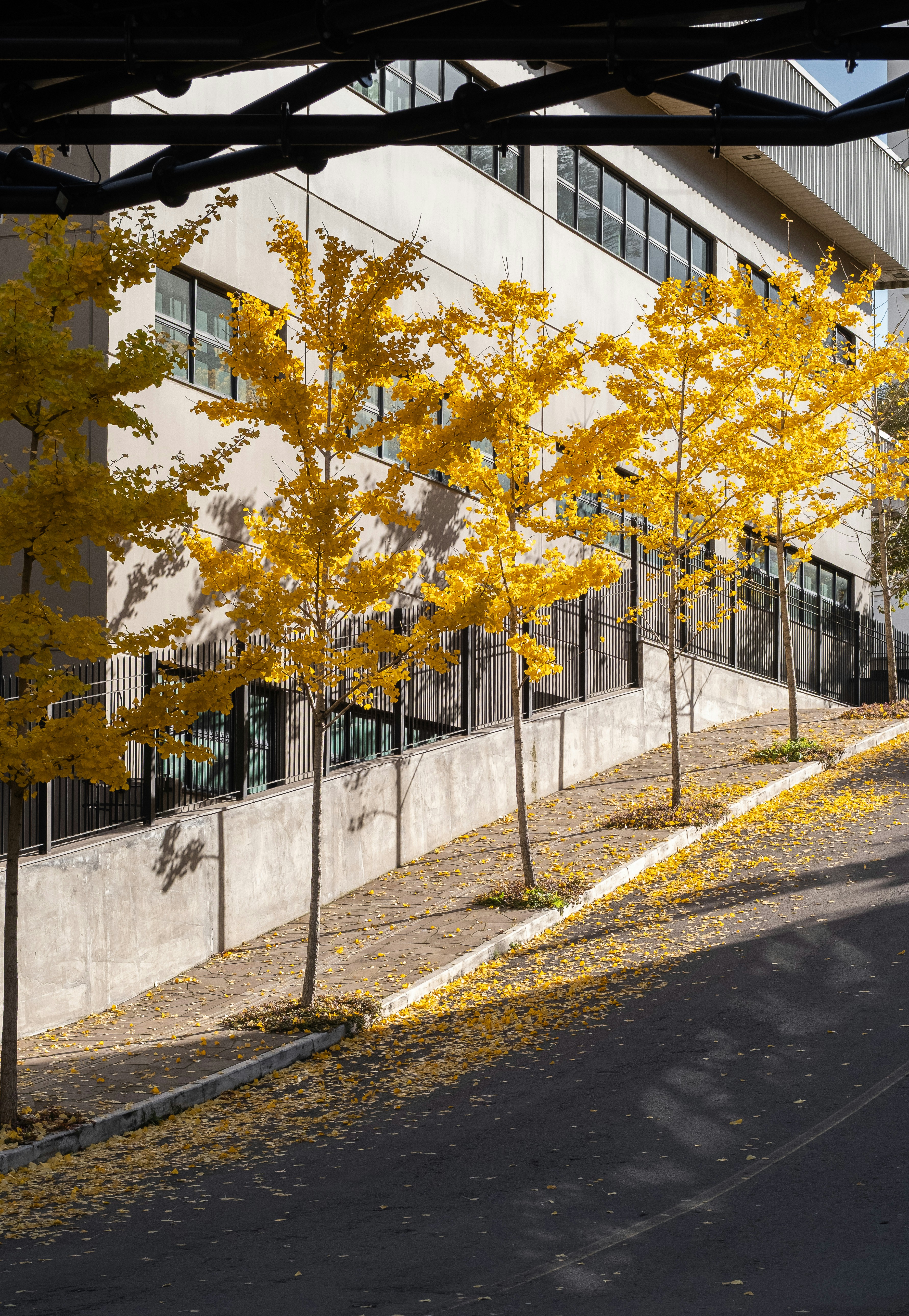 Row of Autumn-Gold Trees lining a Modern Campus Facade