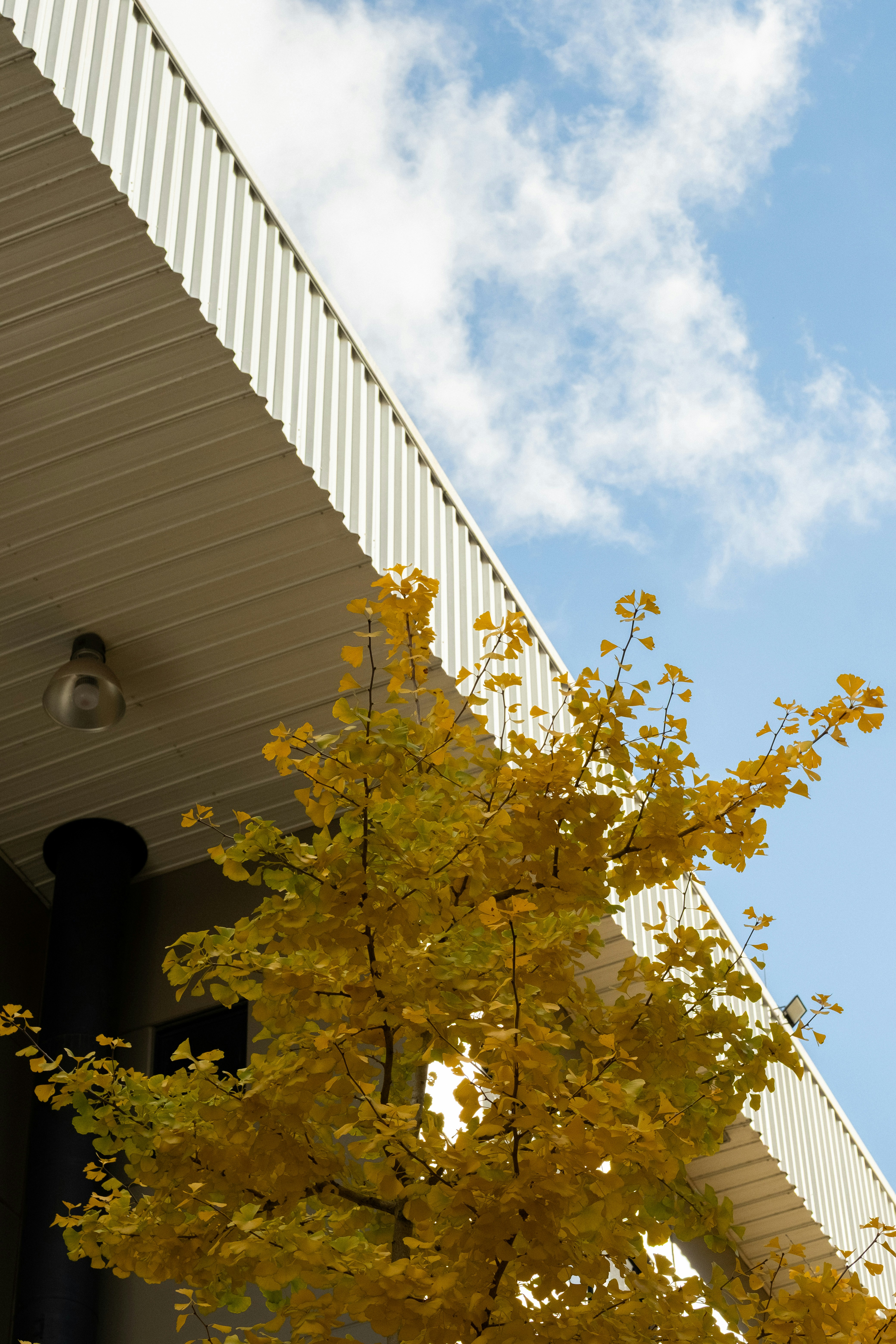 Autumn Light on the Industrial Canopy
