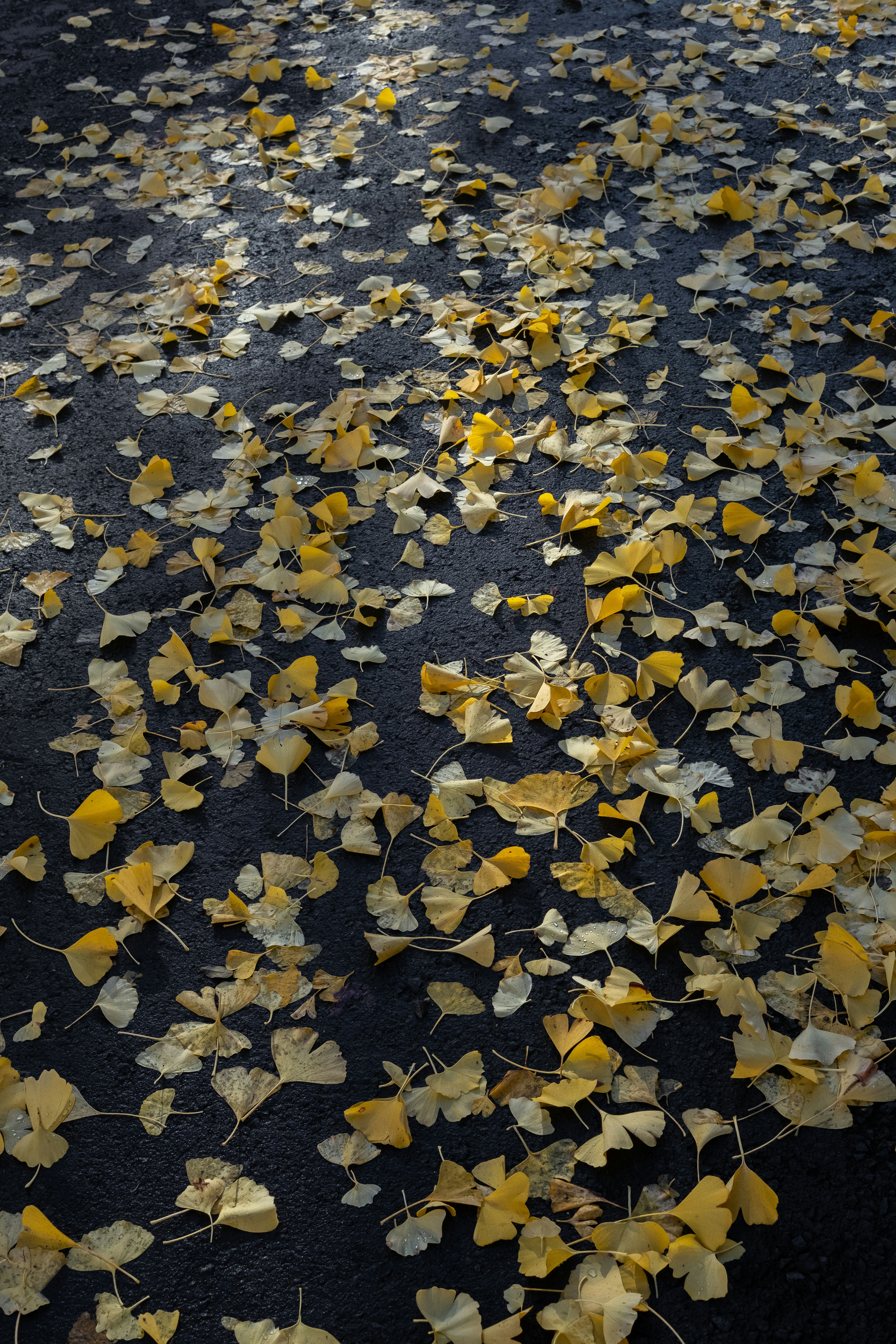 Fallen Golden Confetti on a Wet Autumn Path
