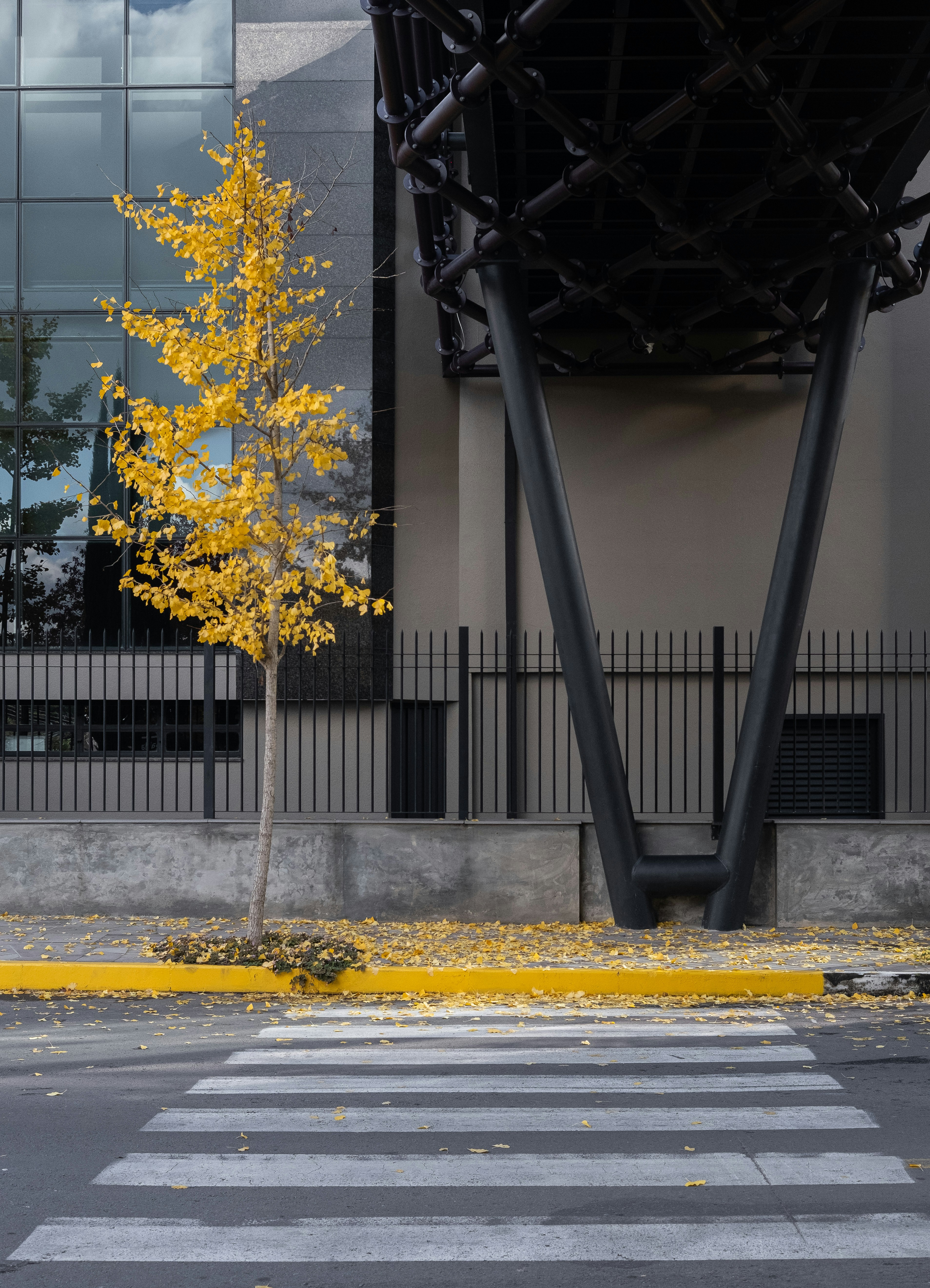 Autumn Tree Framed by Modern Architecture and Bold Steel Joints
