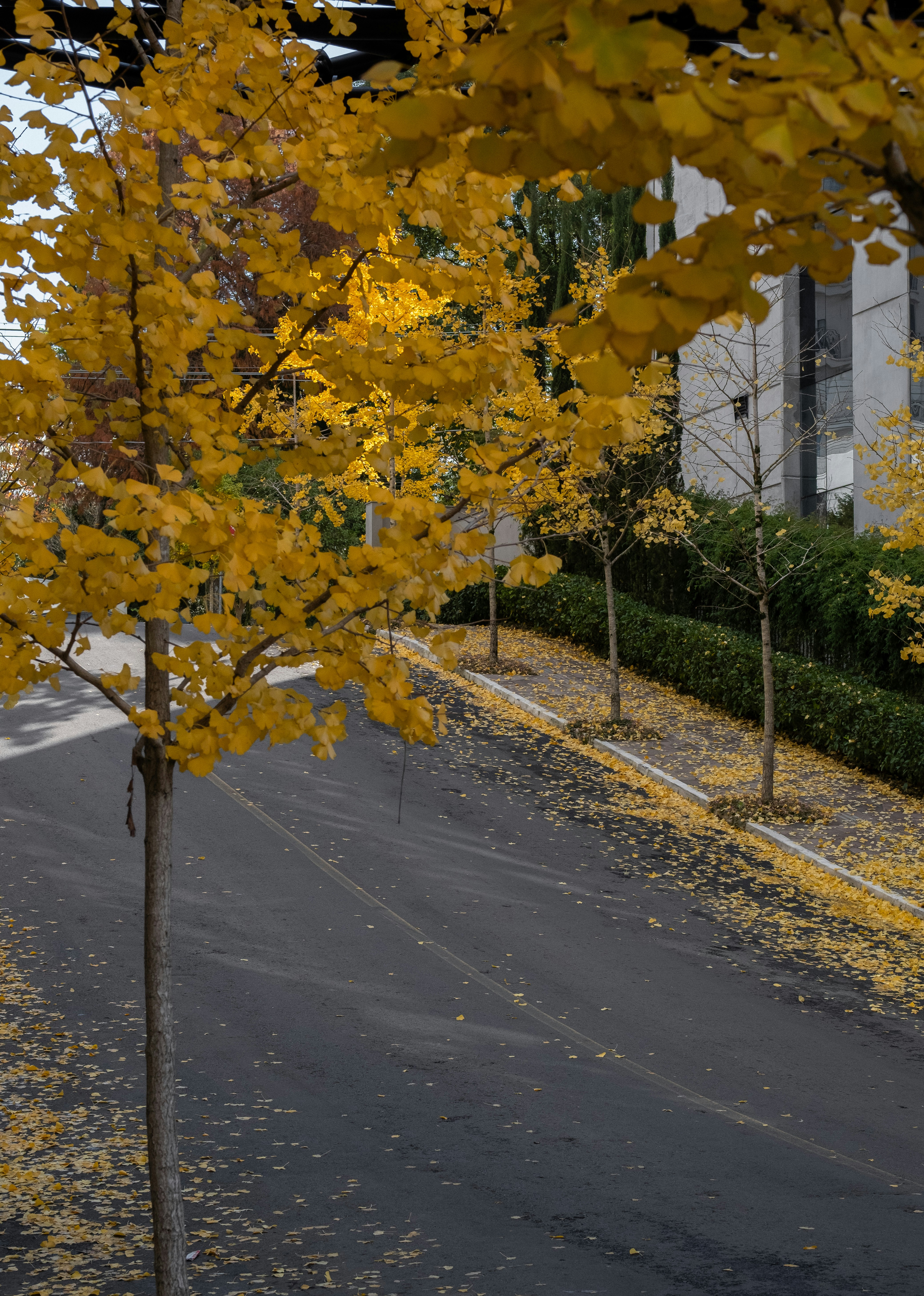 Golden autumn leaves cover a path with trees and buildings.