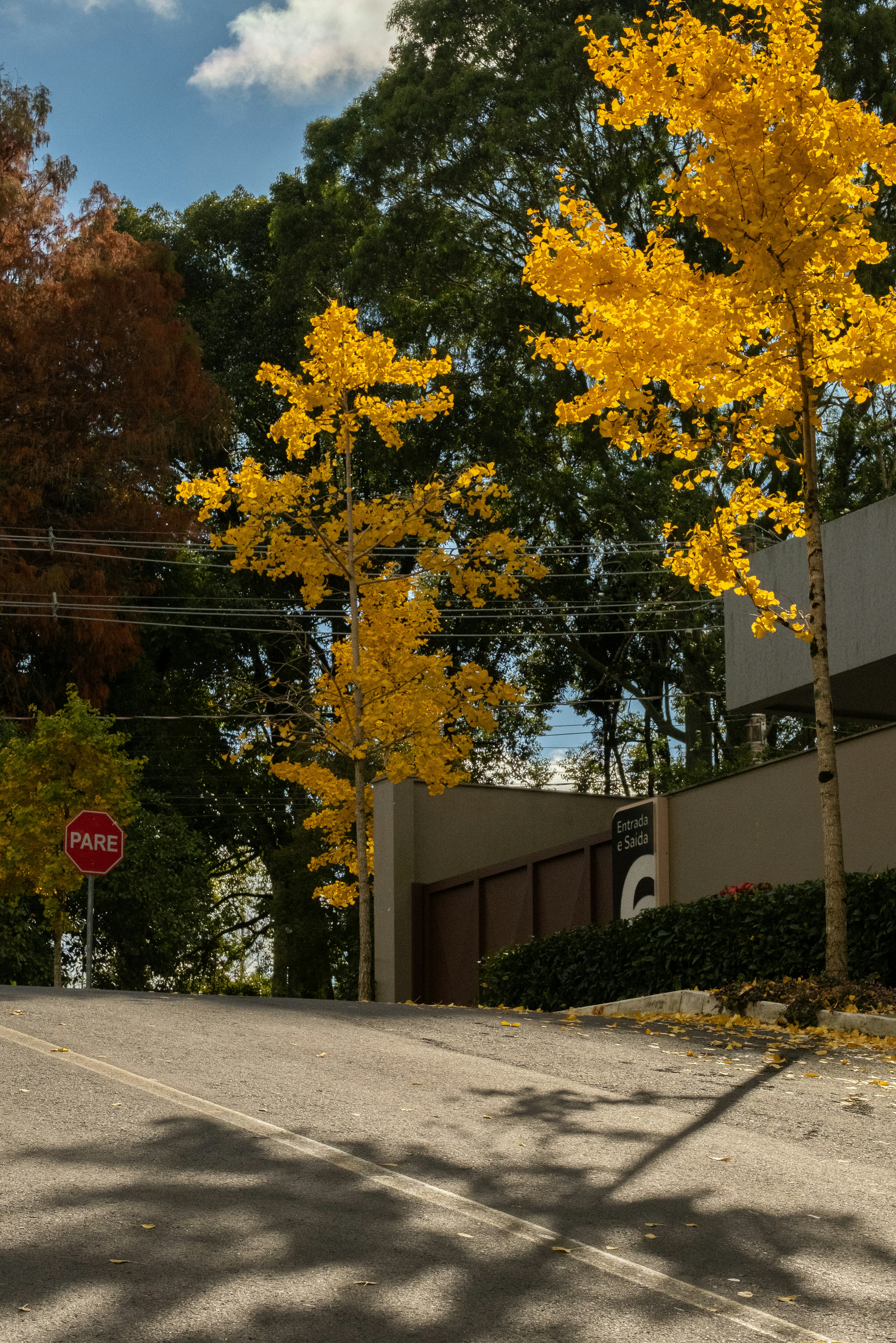 Golden Canopy Over a Quiet Street