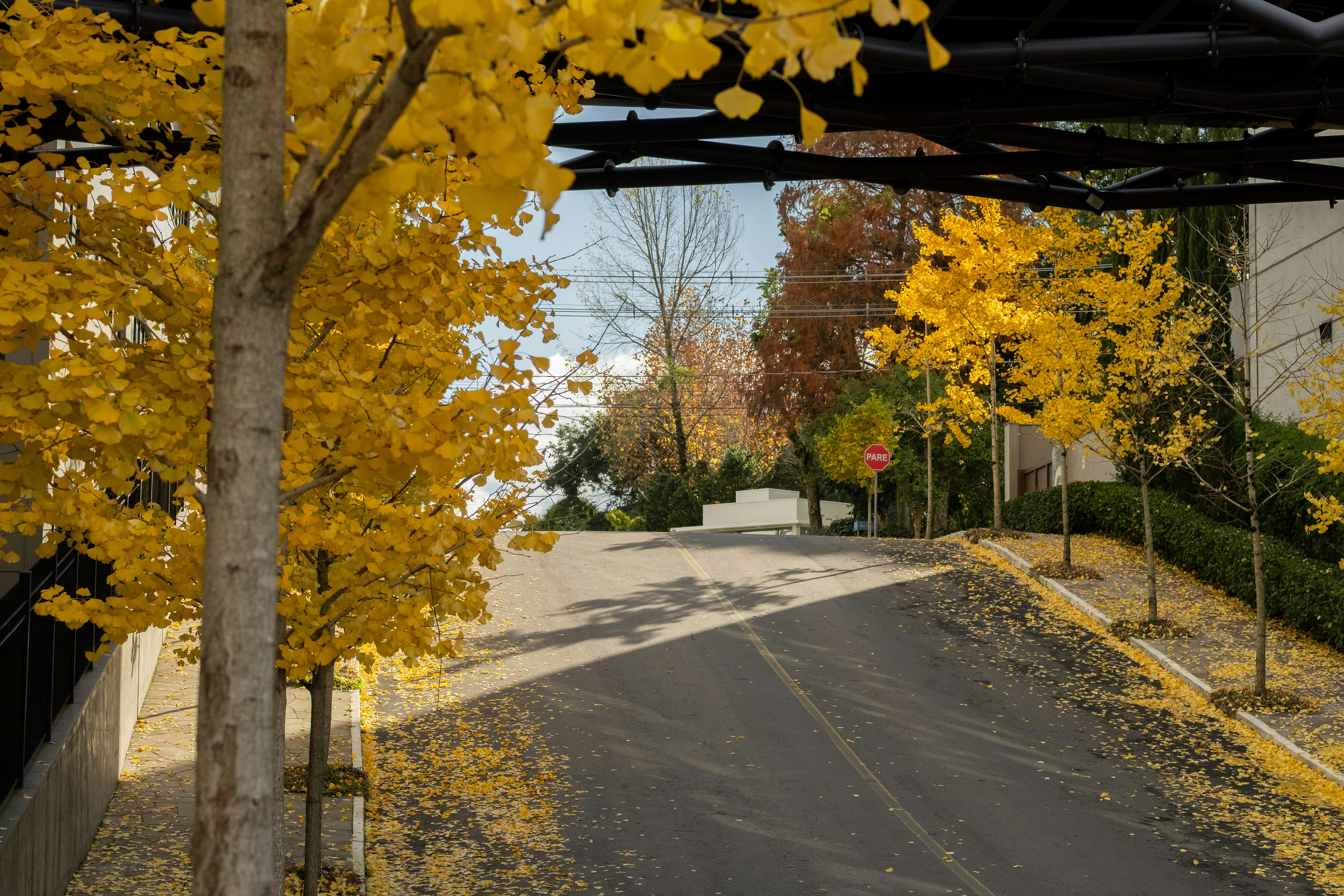 Autumn Street Under a Canopy of Gold