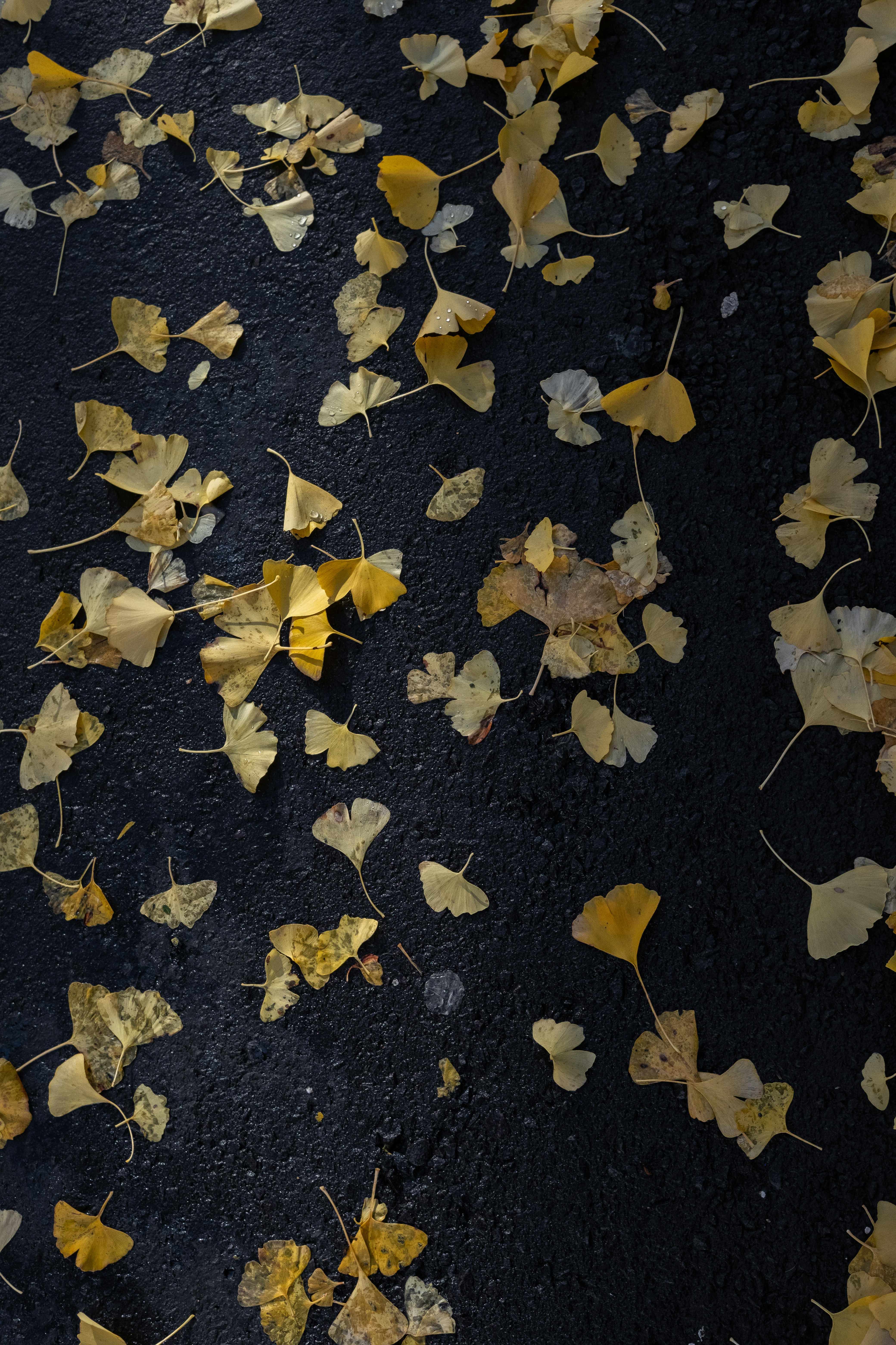 Autumn Confetti on Wet Asphalt