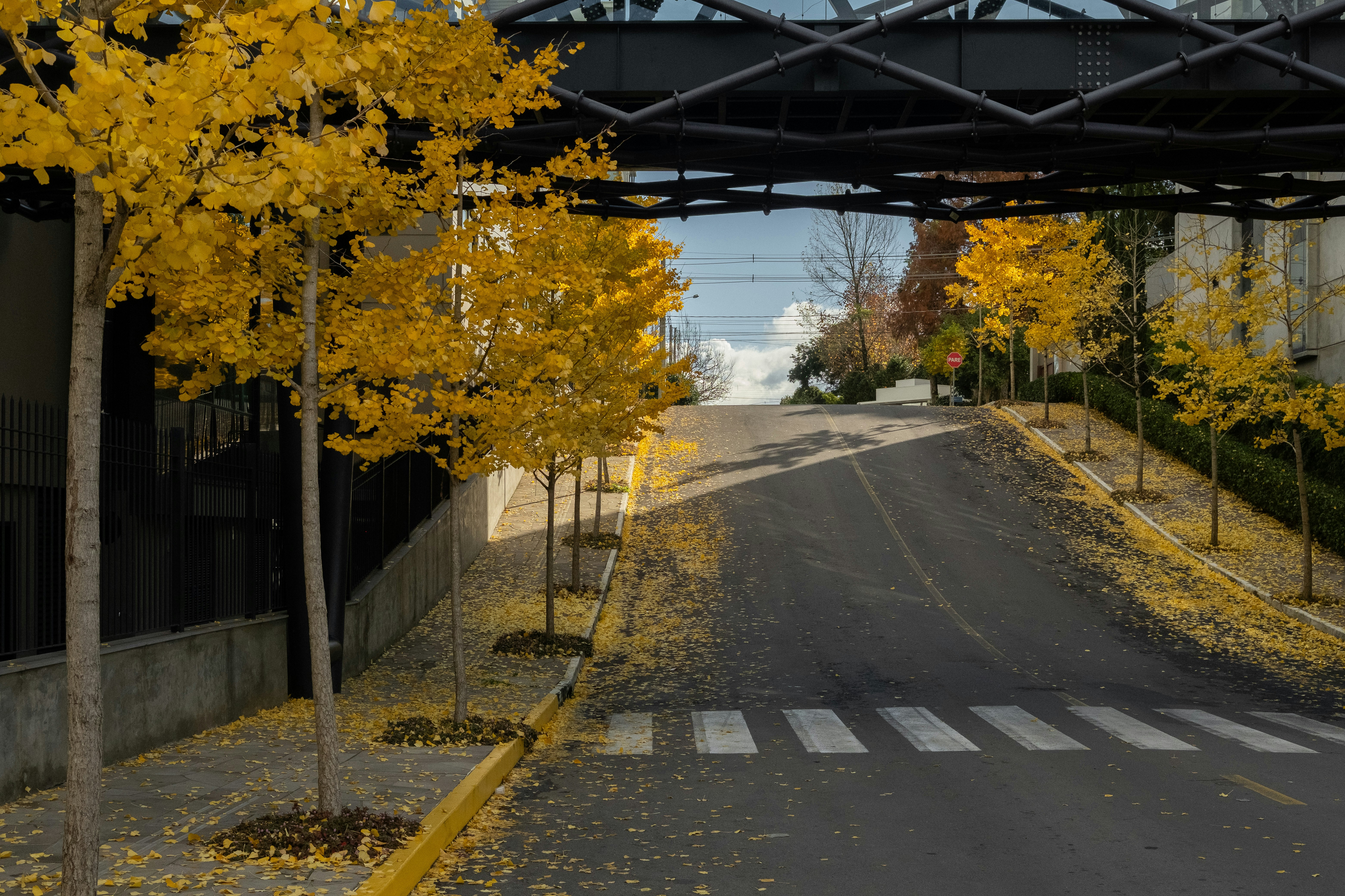 Autumn Lane Under a Metallic Overpass