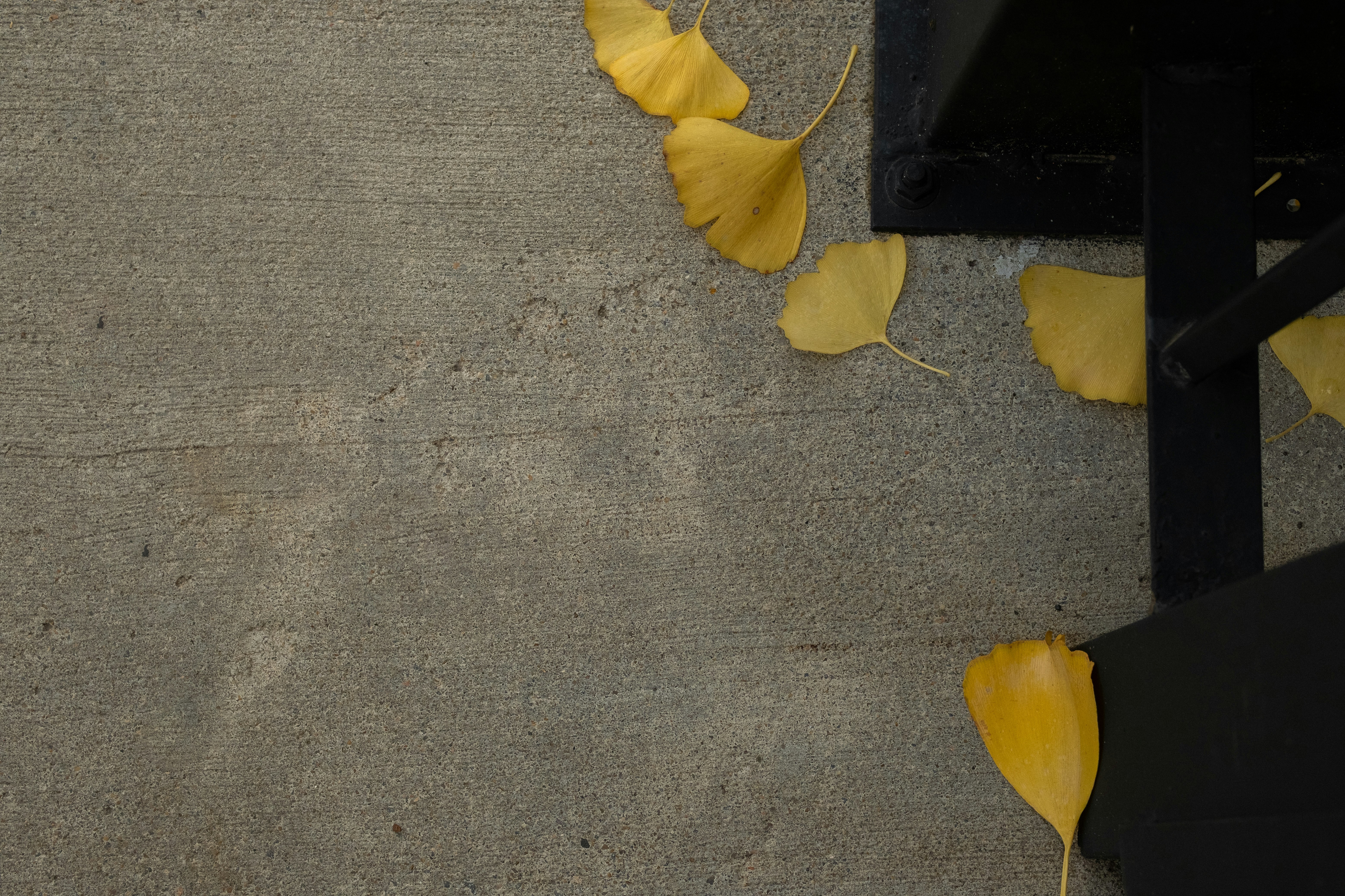 Yellow Leaves on Concrete Edge by Black Metal Structure