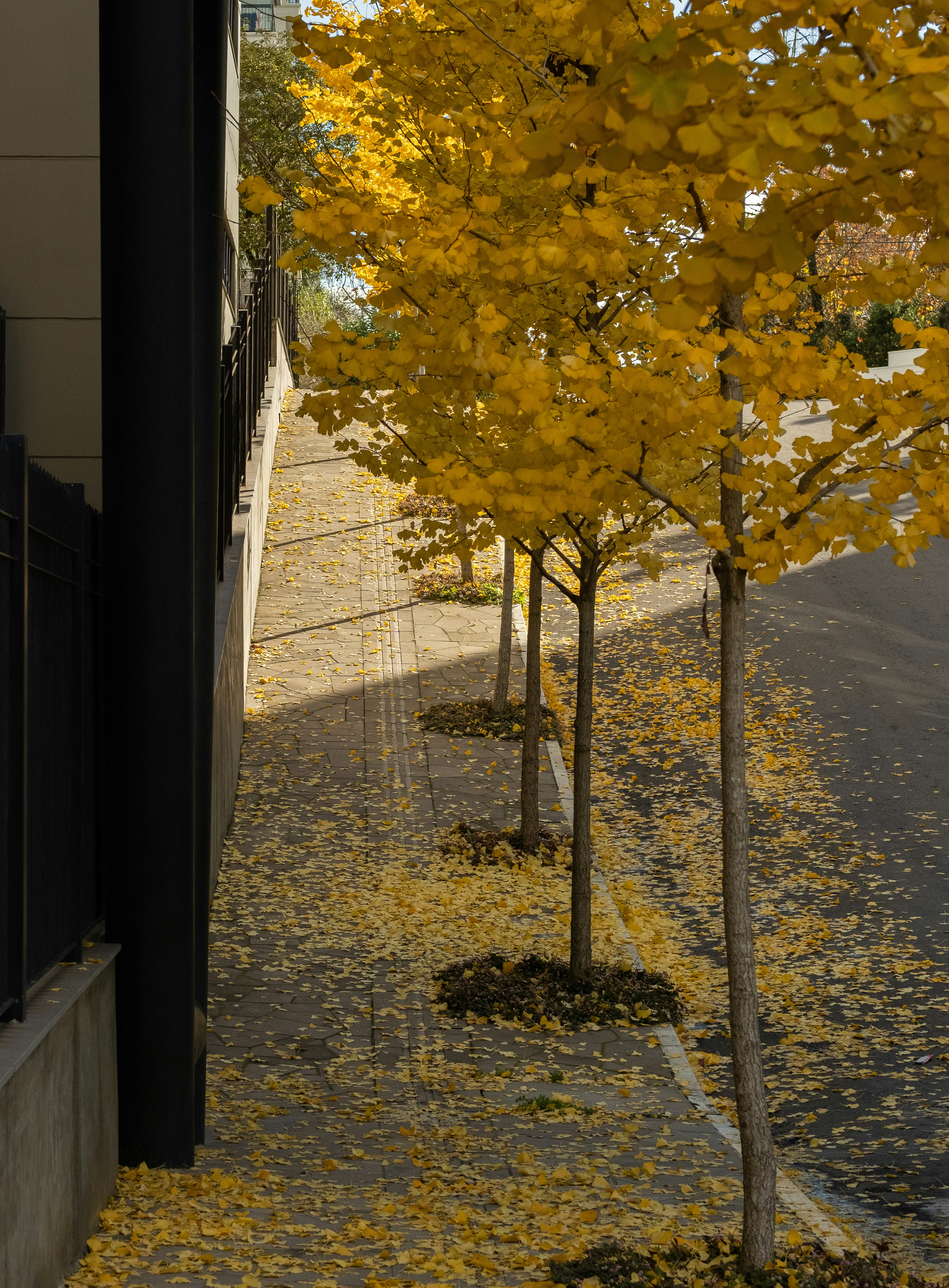 Golden Canopy Over a Quiet City Sidewalk