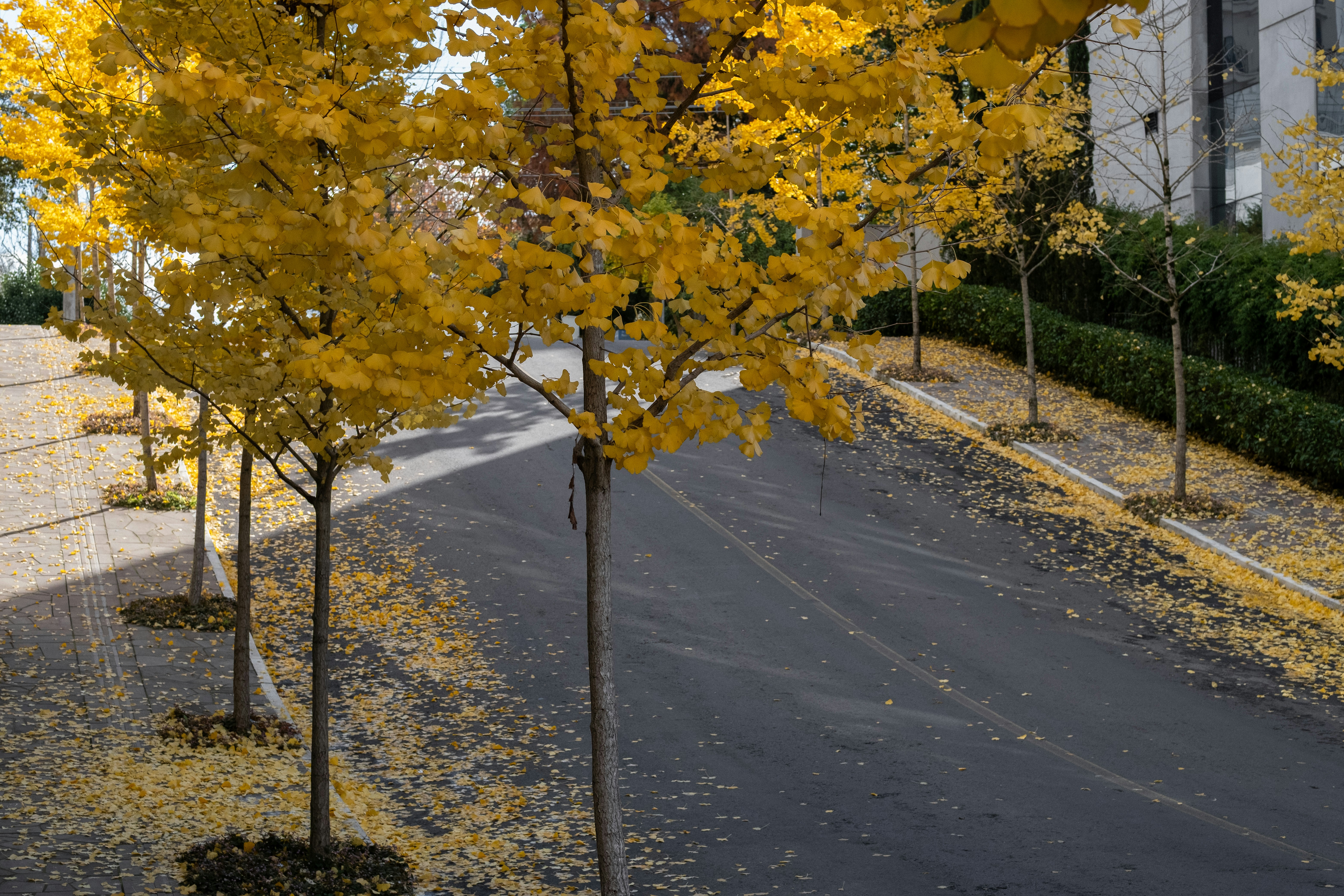 Autumn Avenues: Golden Leaves Framing a Quiet Street