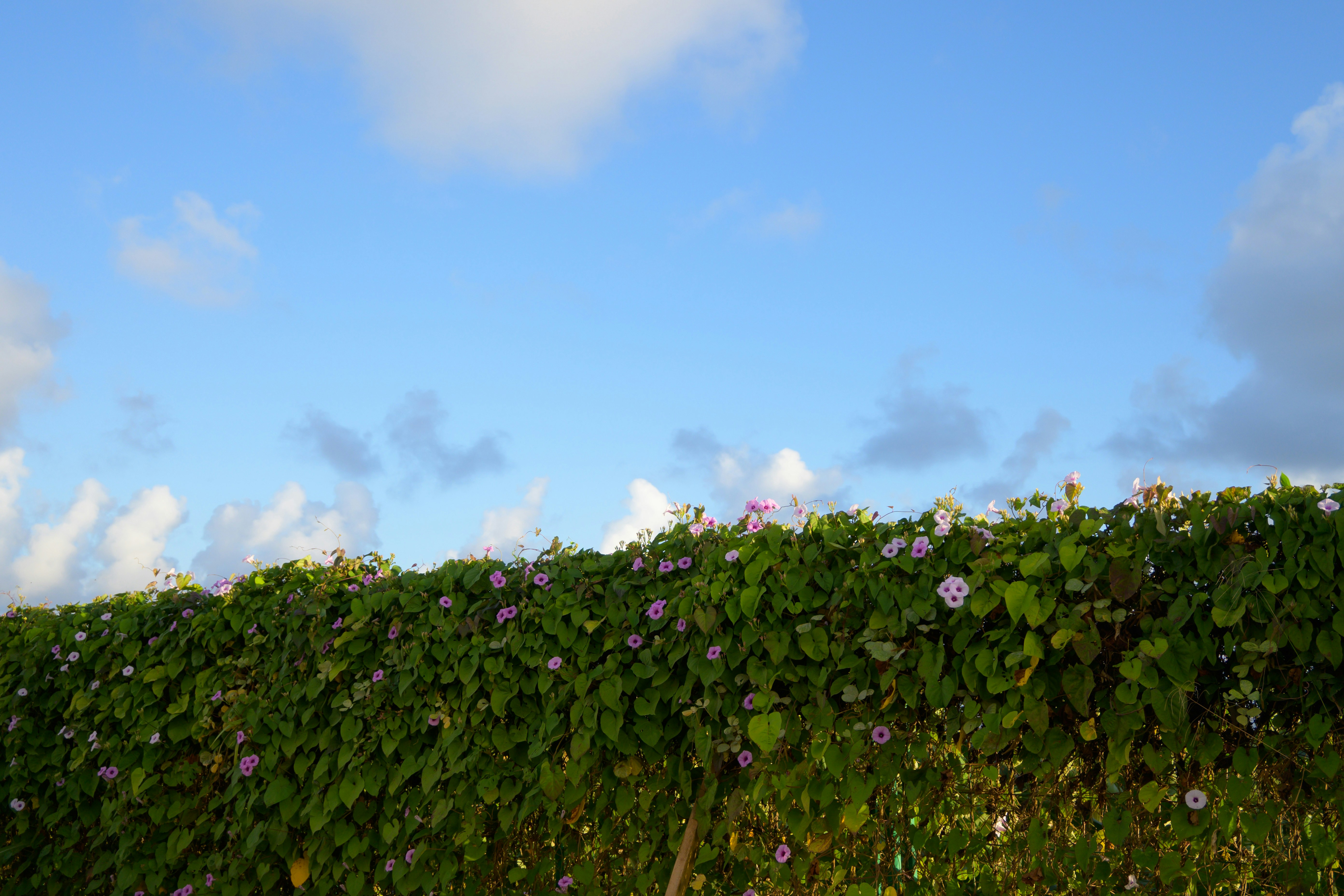 Verdant Hedge of Violet Blooms Under a Bright Sky