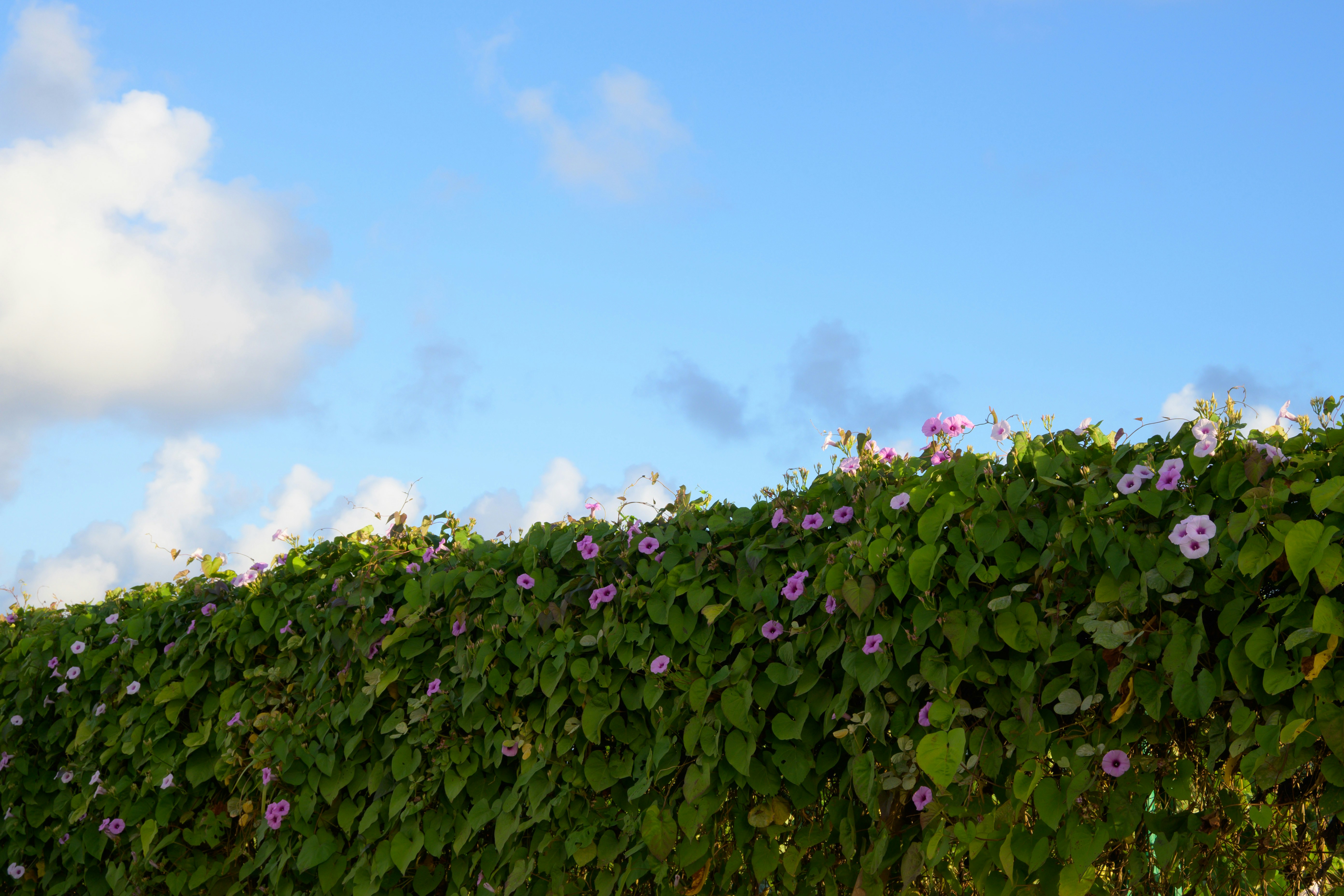 Lush green hedge with pink flowers under a blue sky.