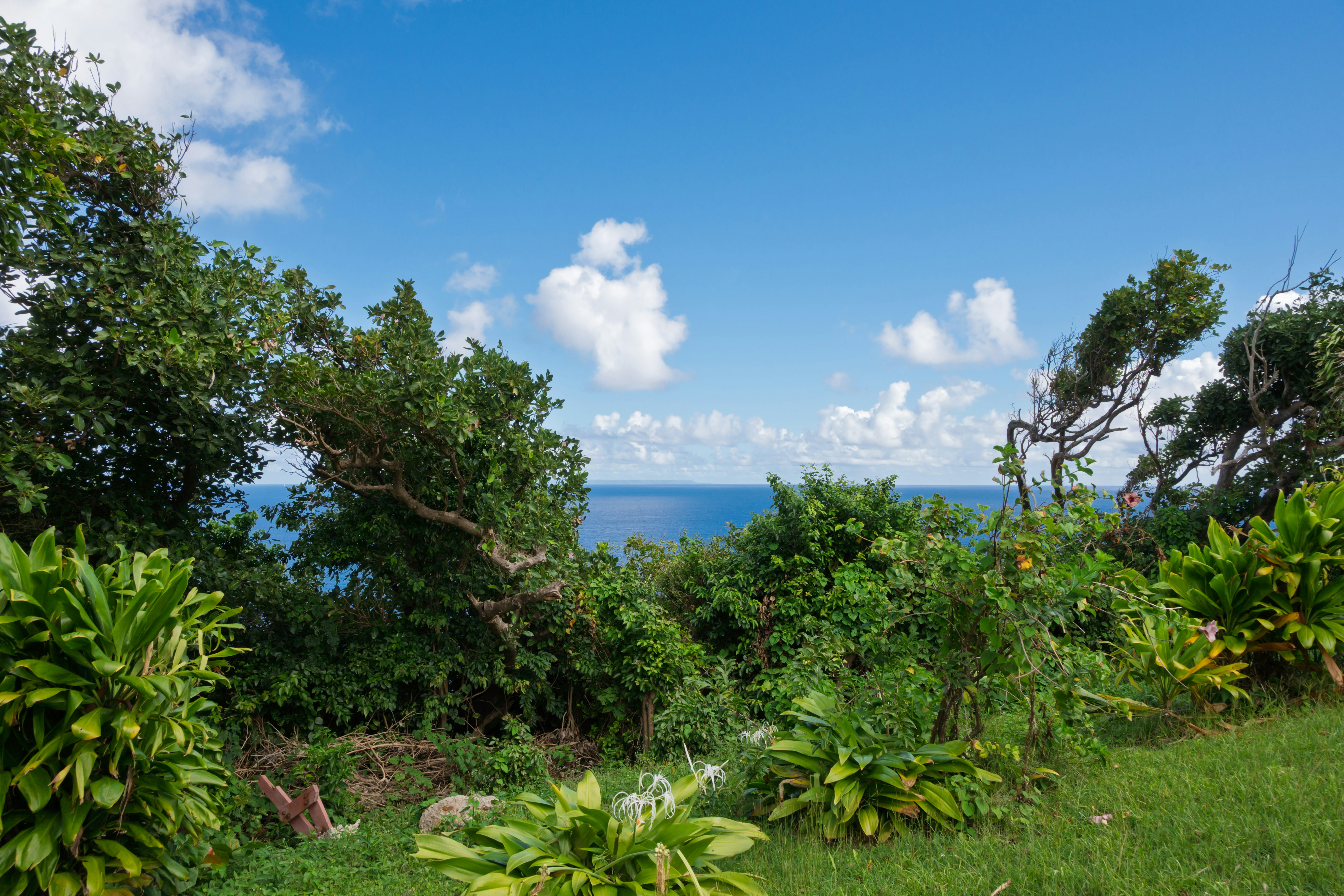 Coastal Garden Fringes: Greenery, Ocean and Sky