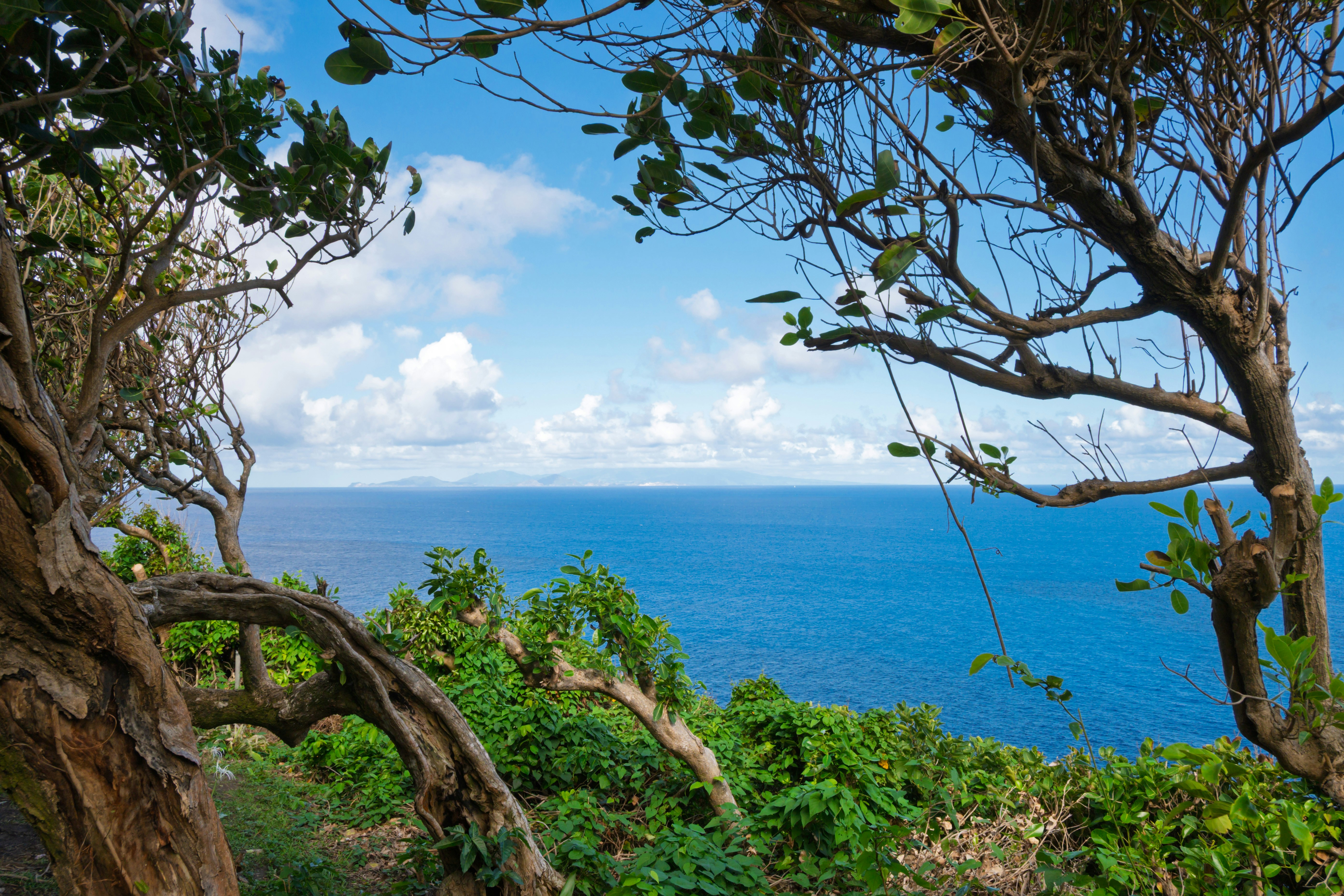 Framing the Ocean Vista Through Gnarled Coastal Trees