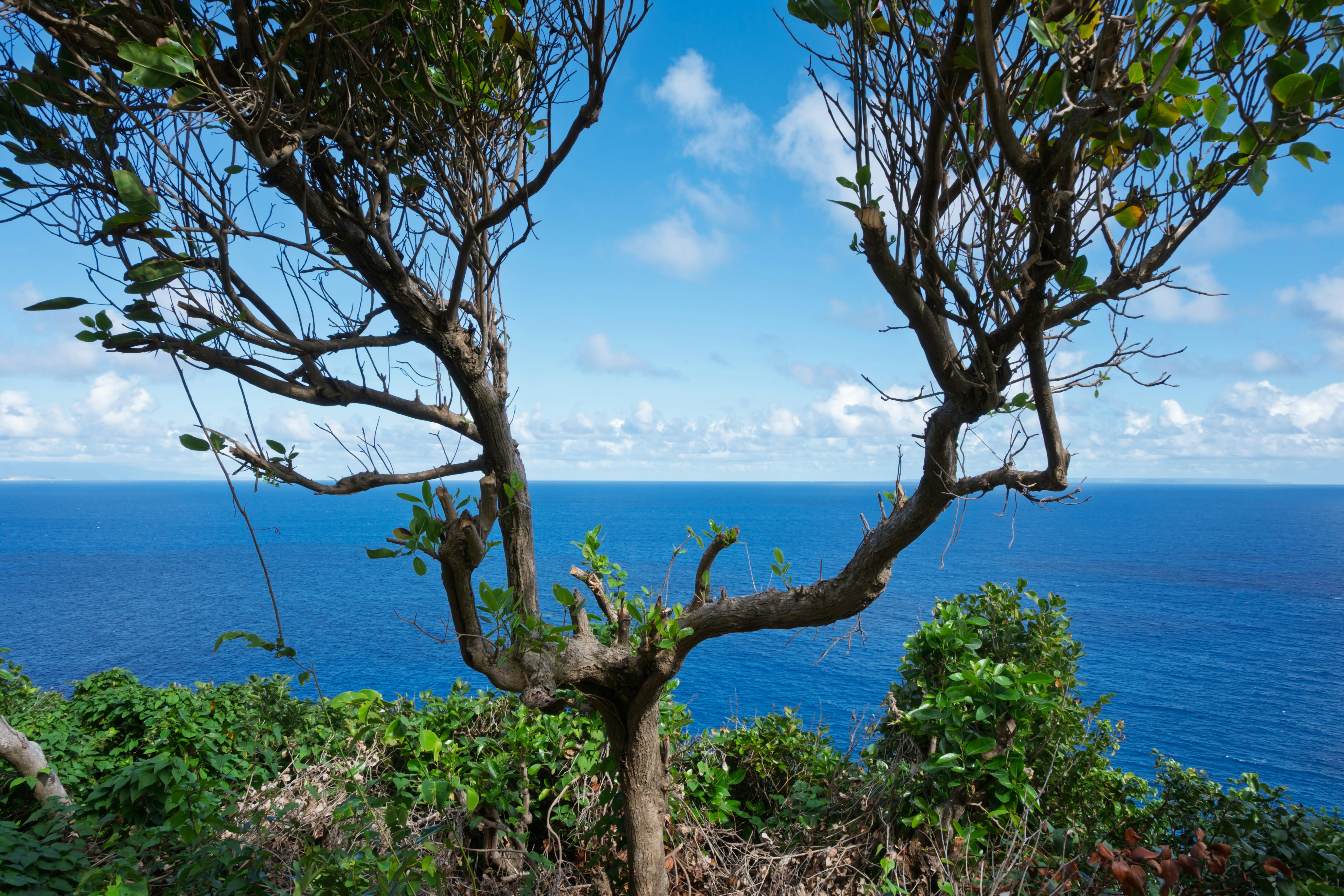 Tree Framing the Sea: Coastal Horizon Found Between Branches