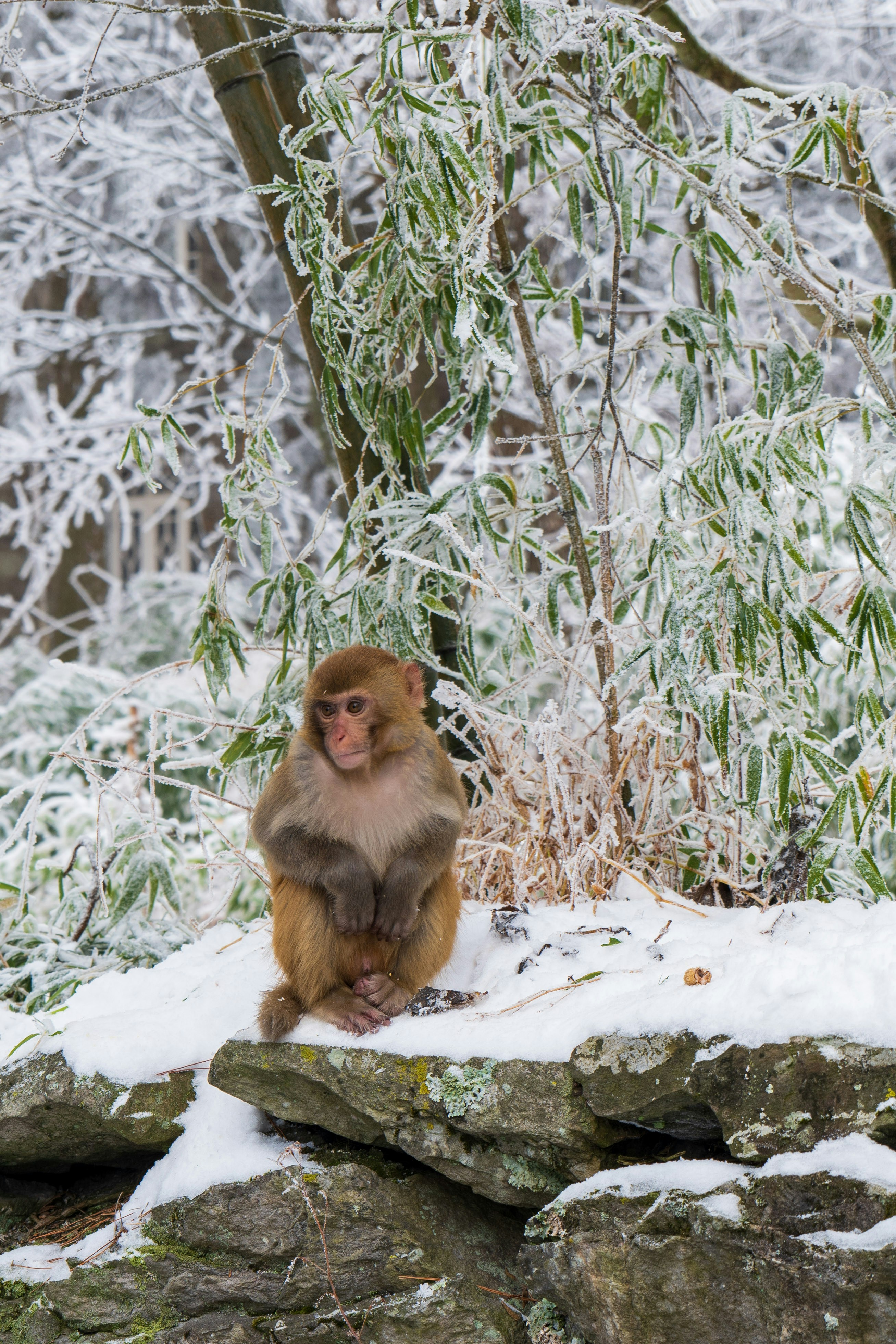 Snowbound Visitor: A Curious Monkey Pauses on a Frosted Outcrop
