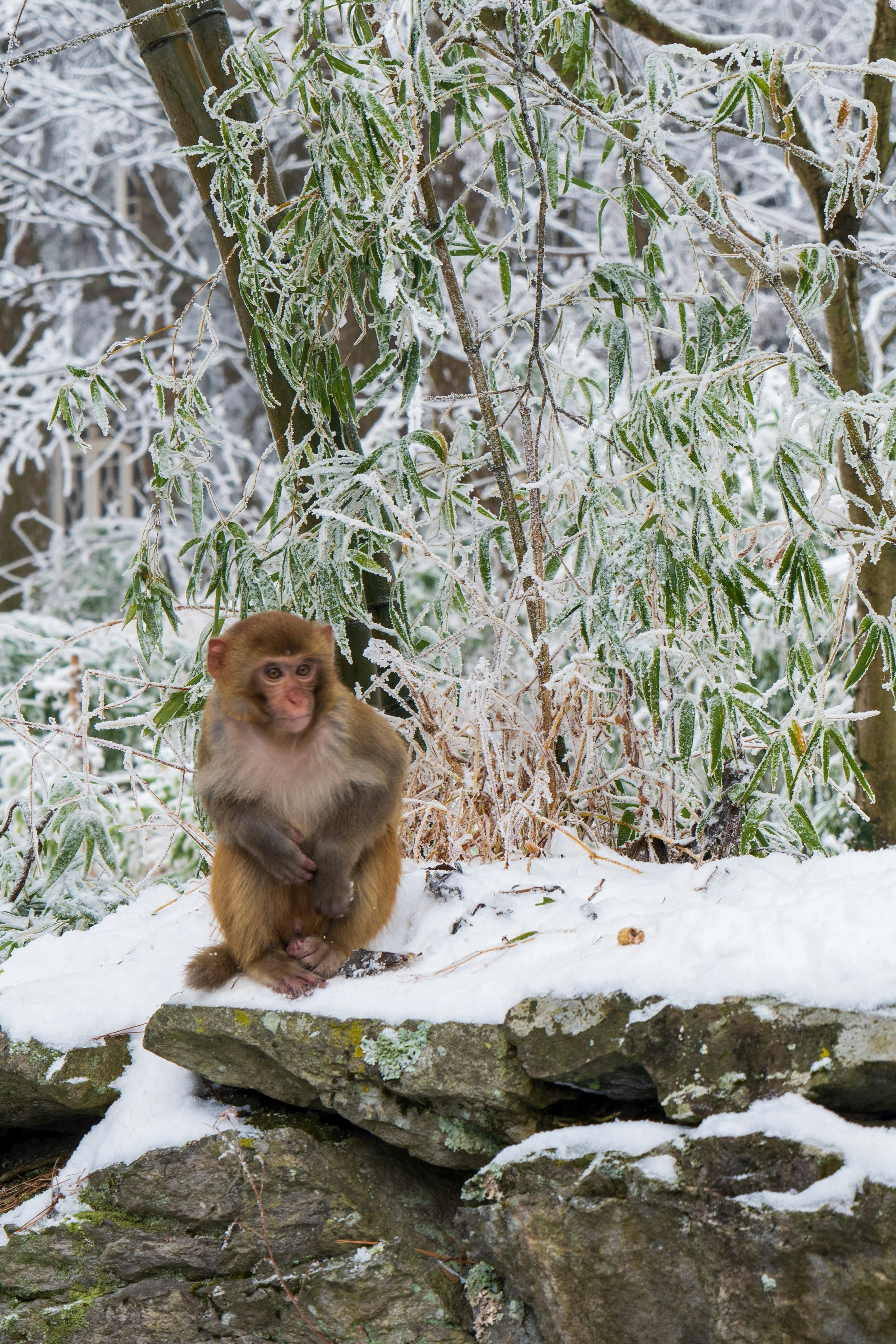 Snow-Soft Primate: A Curious Monkey Amid Frosted Foliage