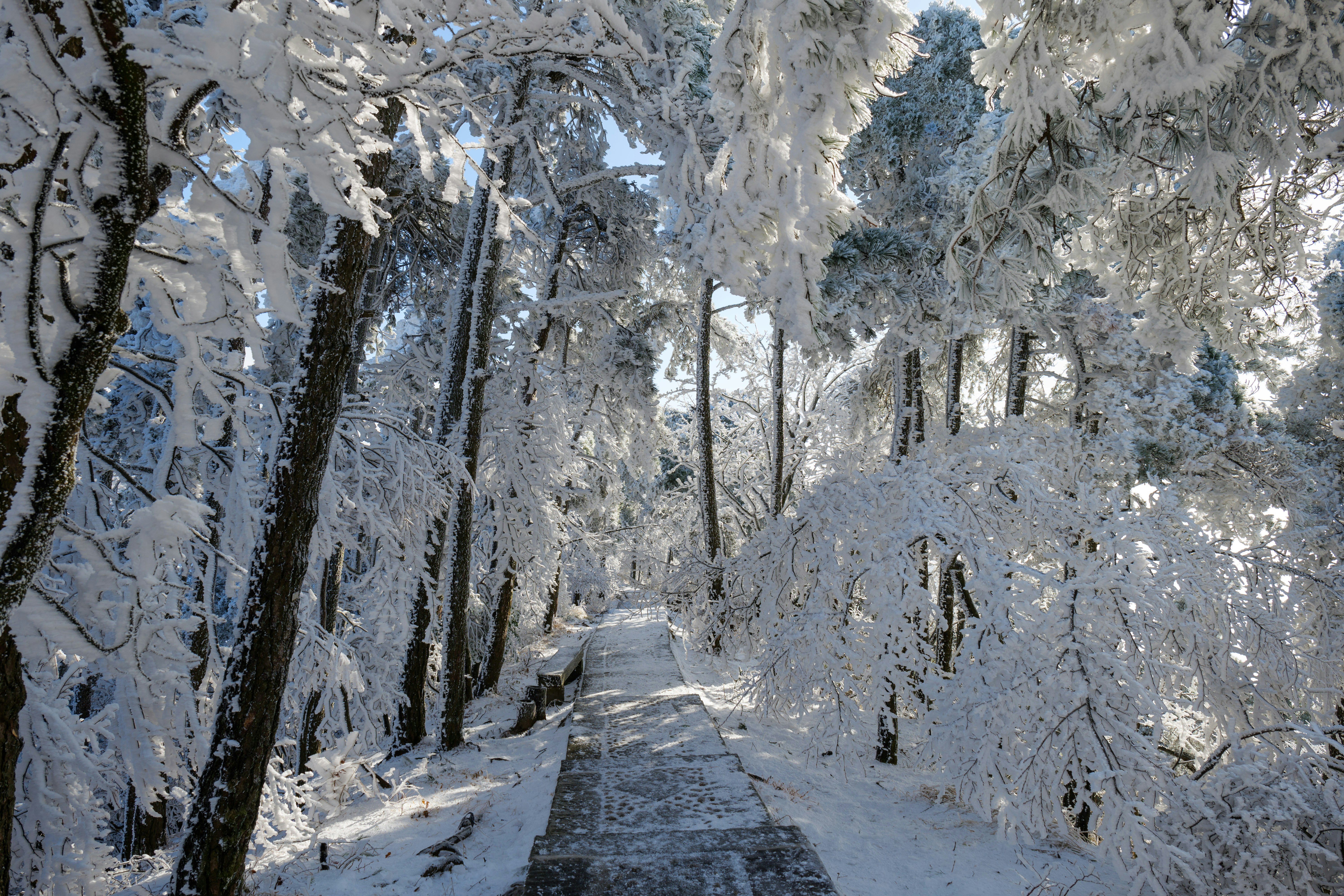 A snowy path winding through a beautiful winter forest.