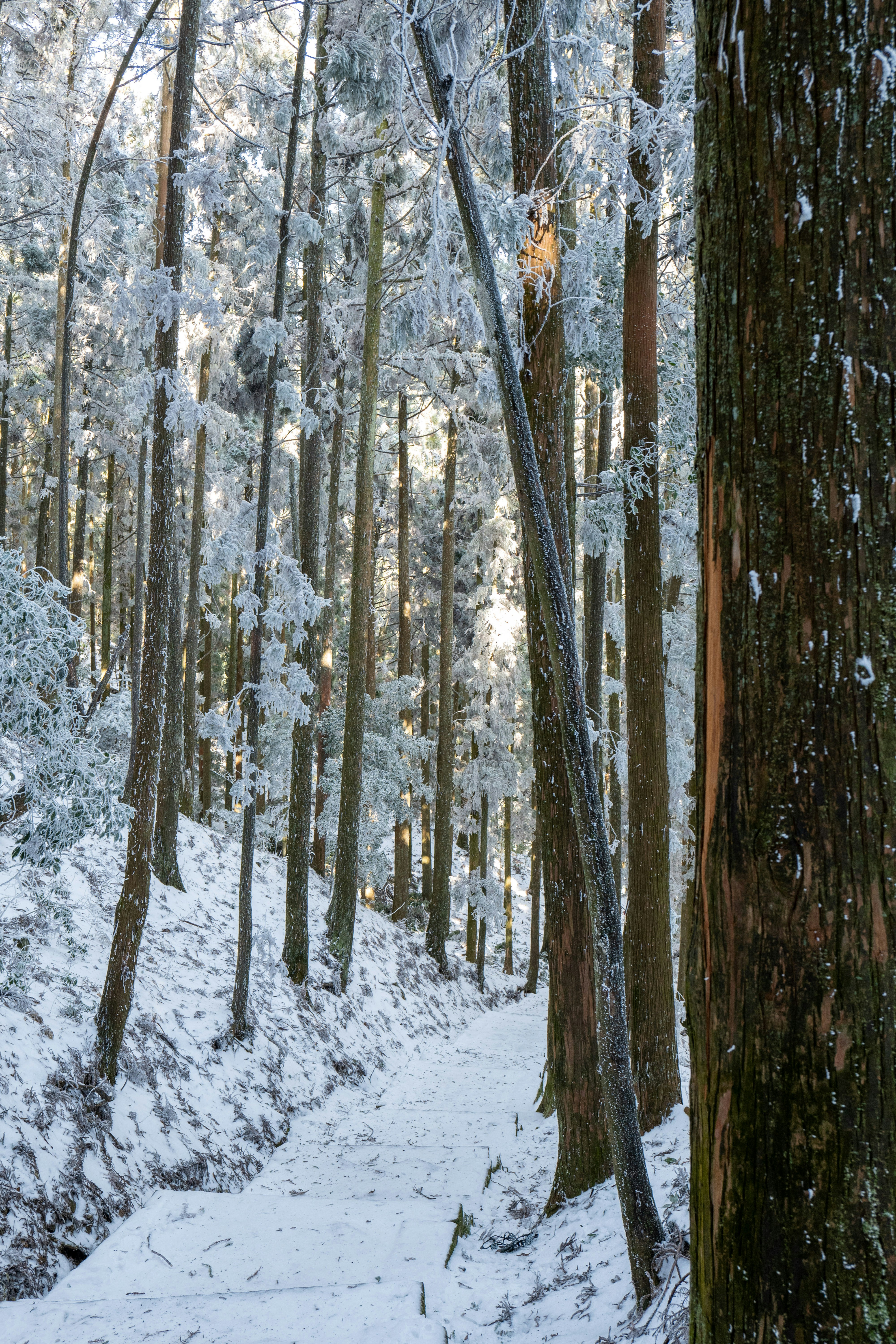 Snowbound Corridor: Light Filtering Through Frosted Pines