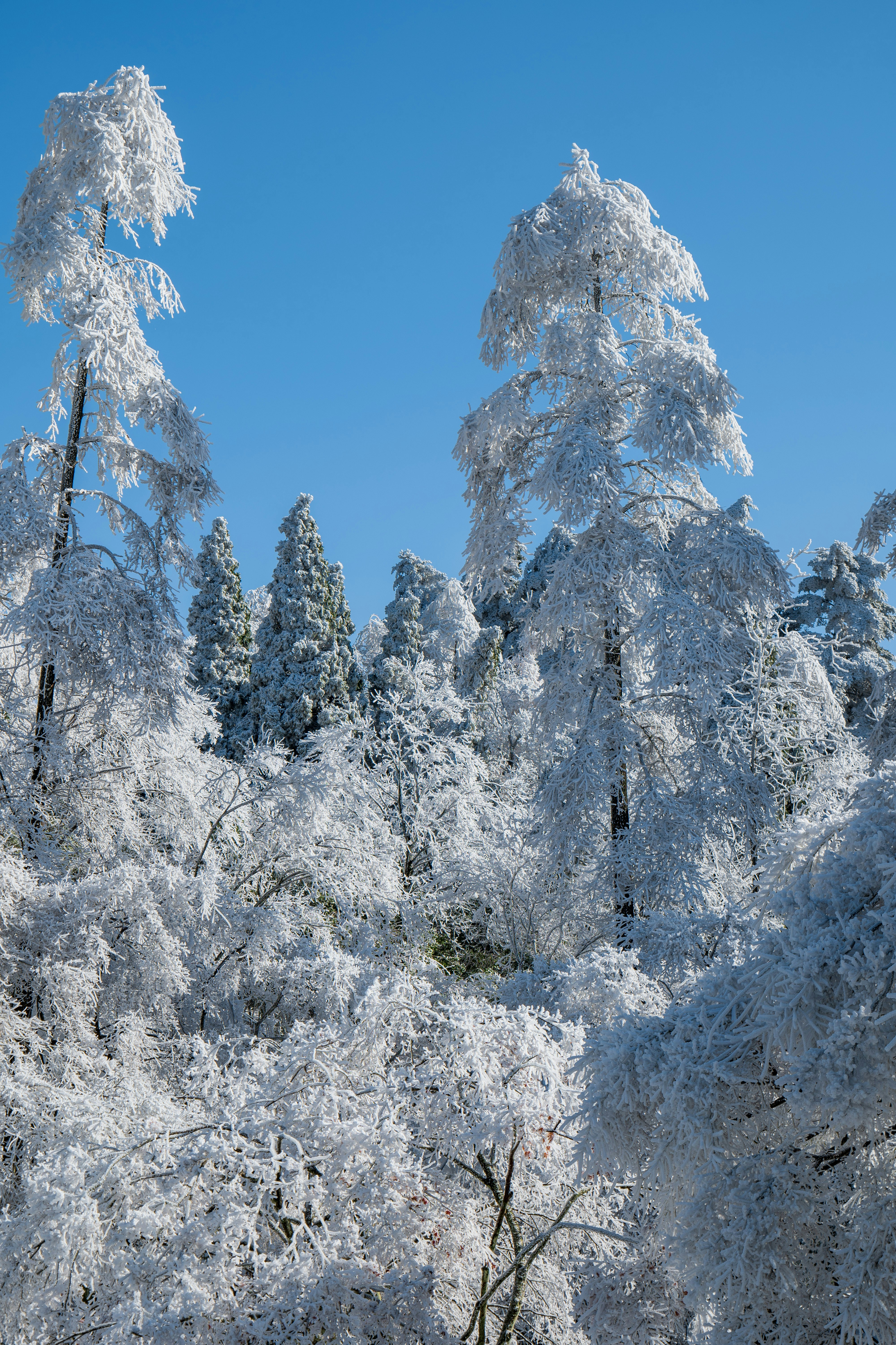 Snow-Capped Silence Under a Crisp Blue Sky