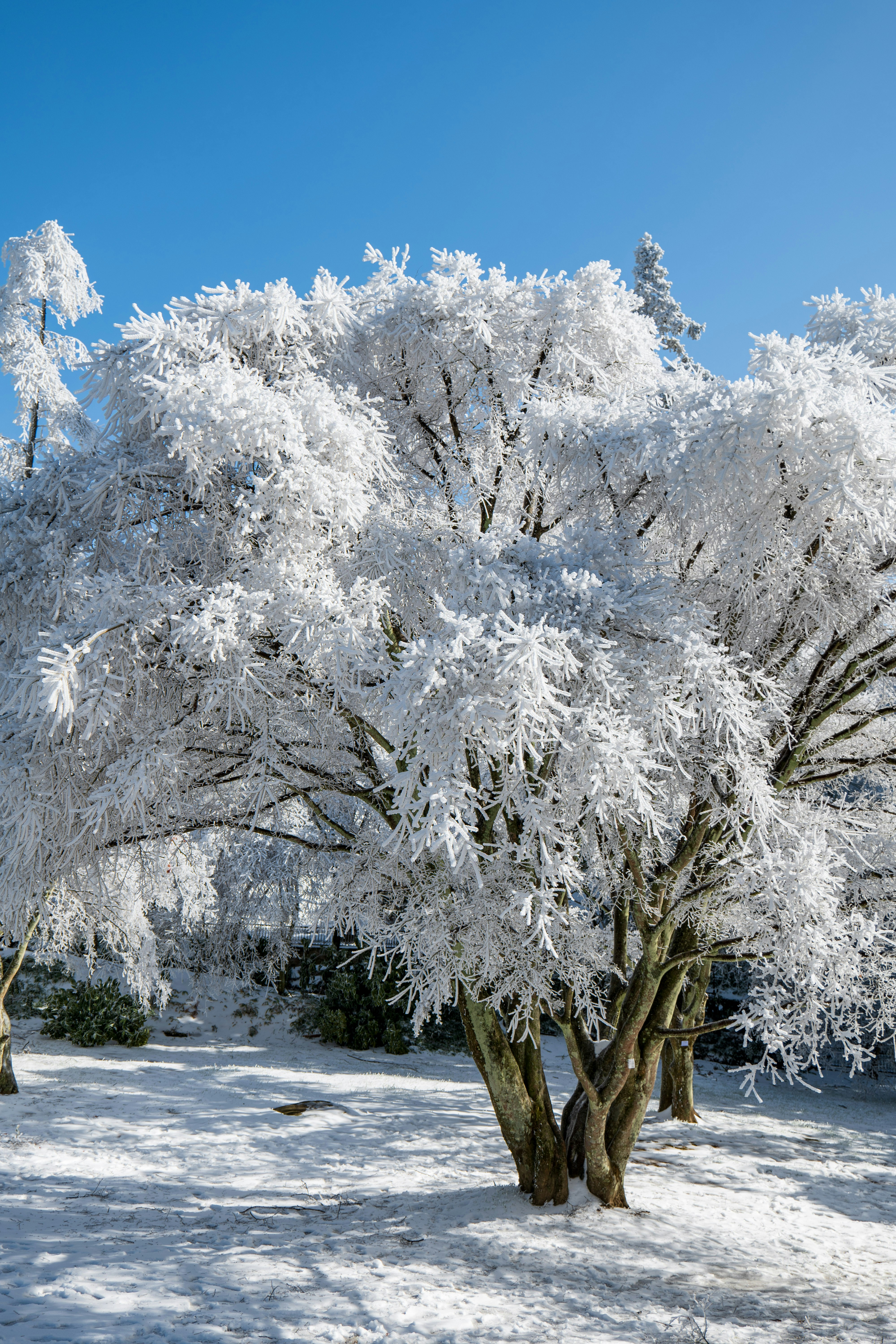 Snow-Crowned Arboreal Crest Against a Clear Winter Sky