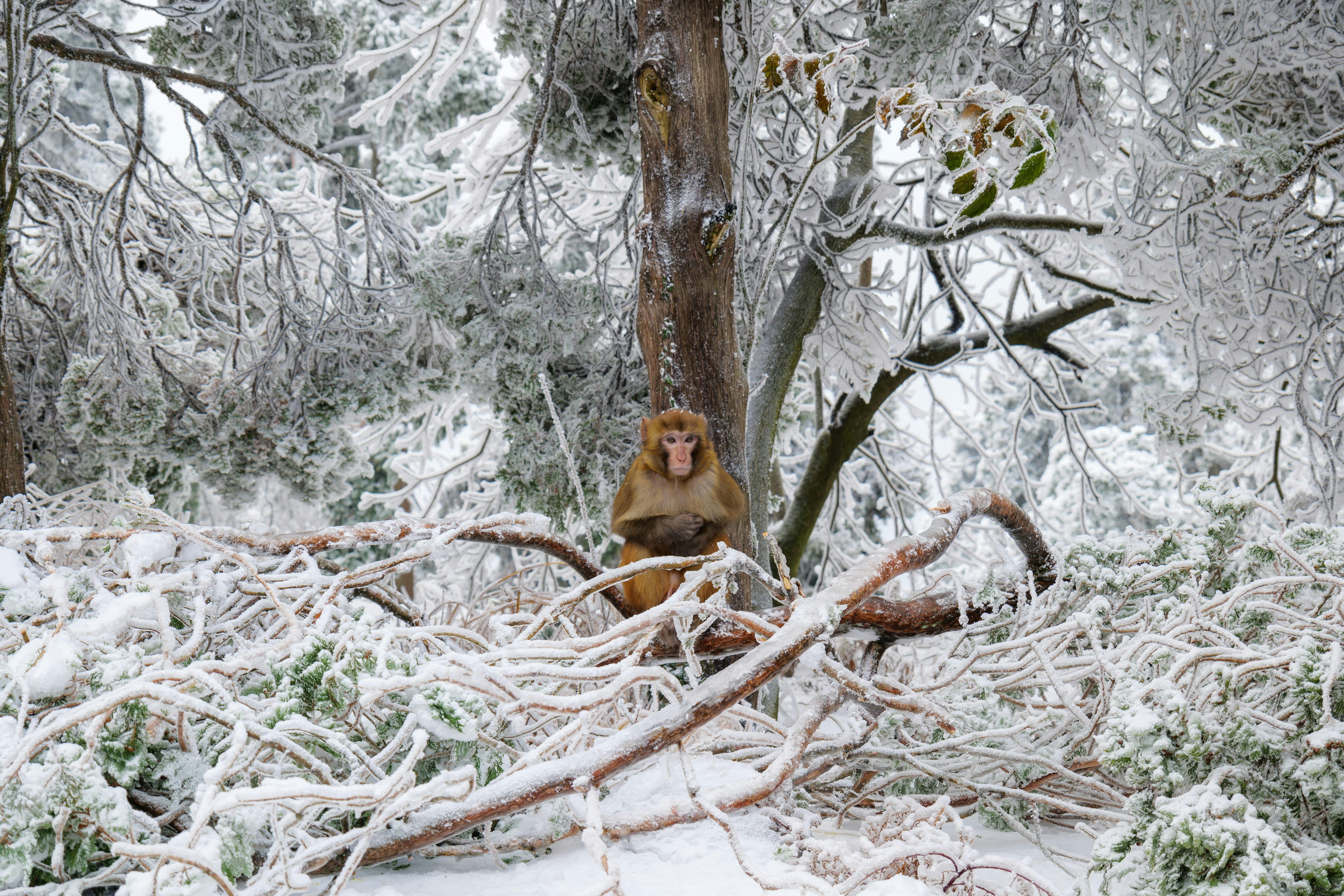 Snowbound Sentry: A macaque sits amidst frost-kissed branches in a quiet winter forest