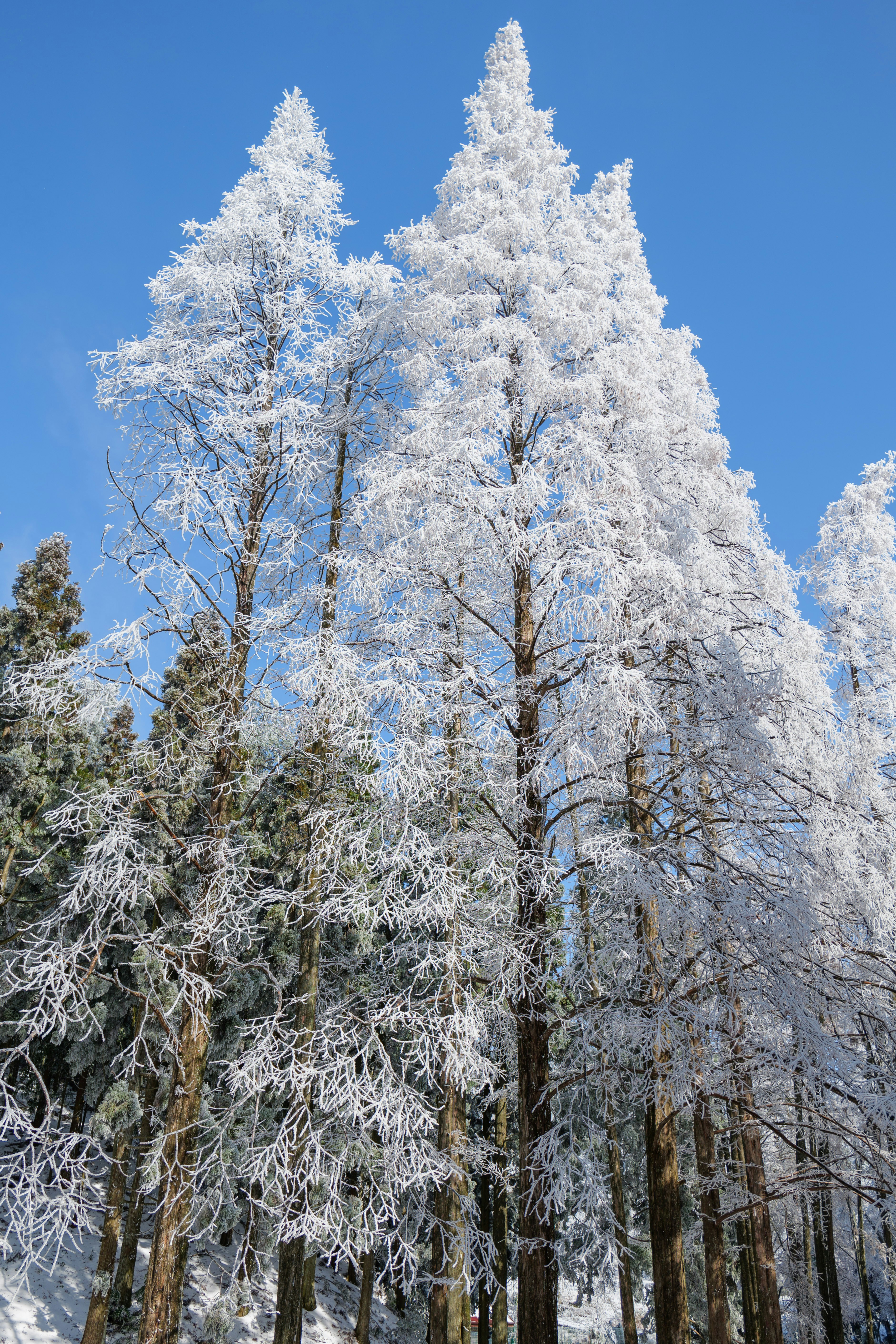 Tall trees covered in white frost against a blue sky.
