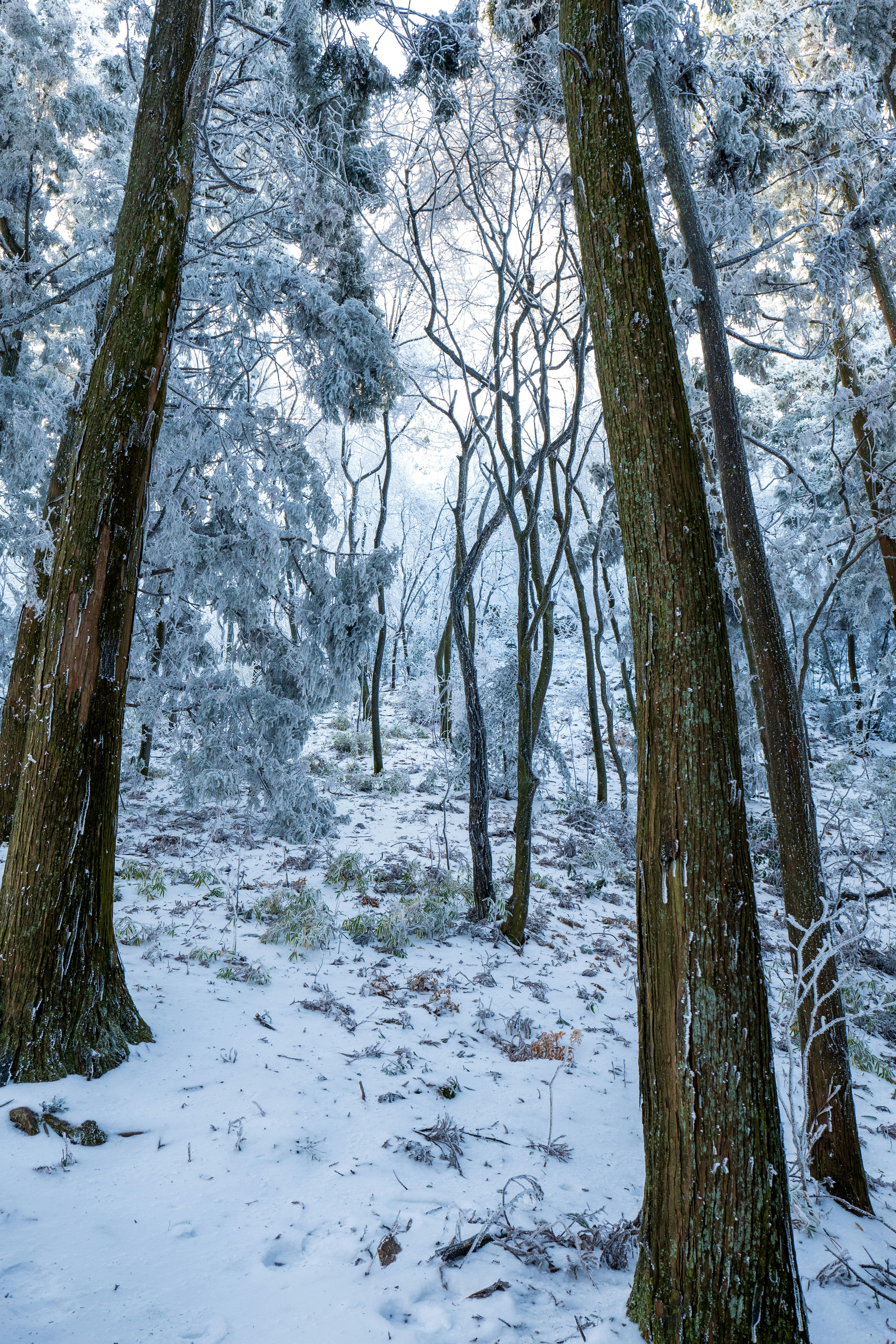 Winter Cathedral: Snow-Fed Light Between Silent Pines