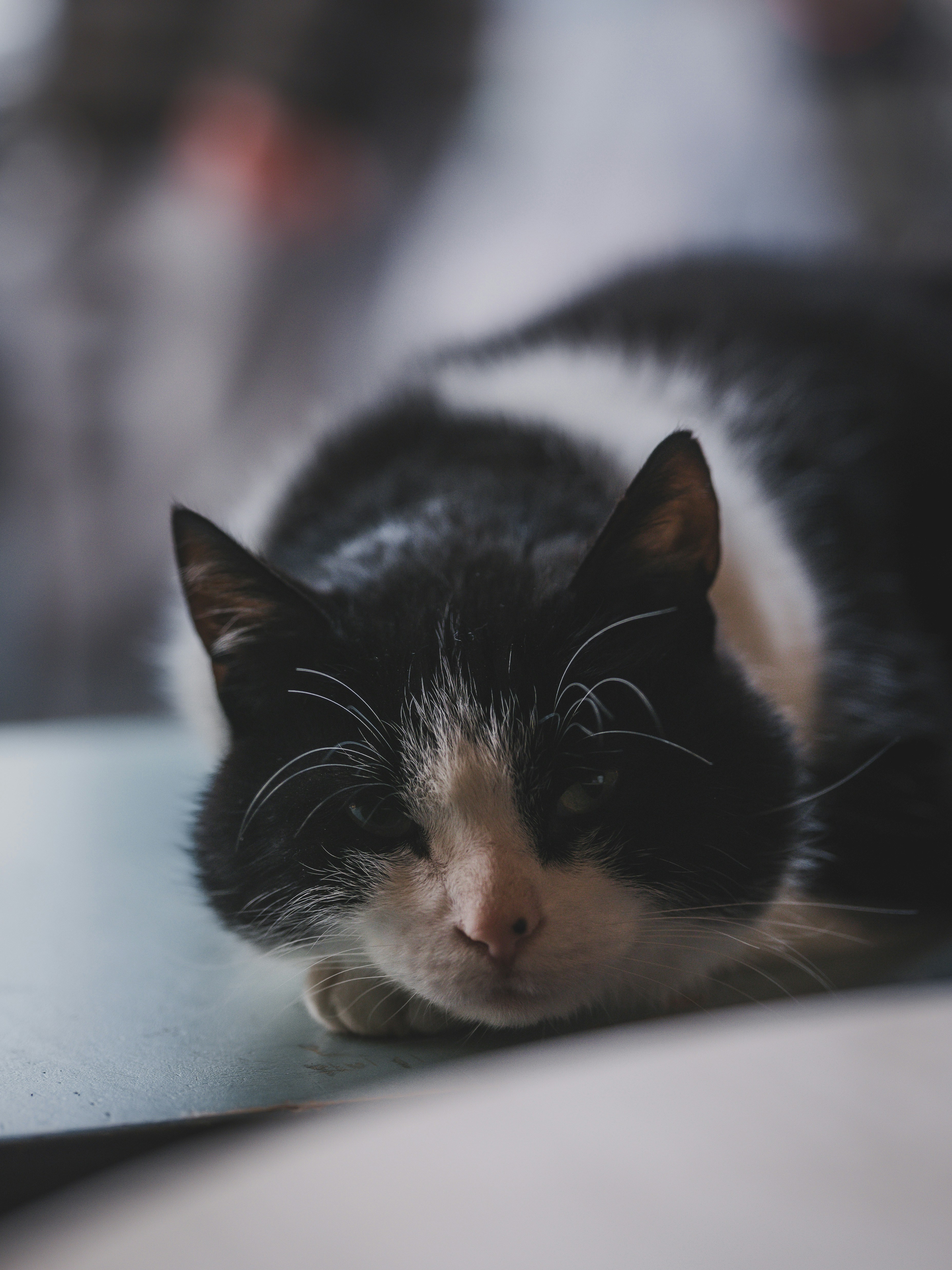 Cozy Cat Lullaby: Close-up of a Sleepy Kitten
