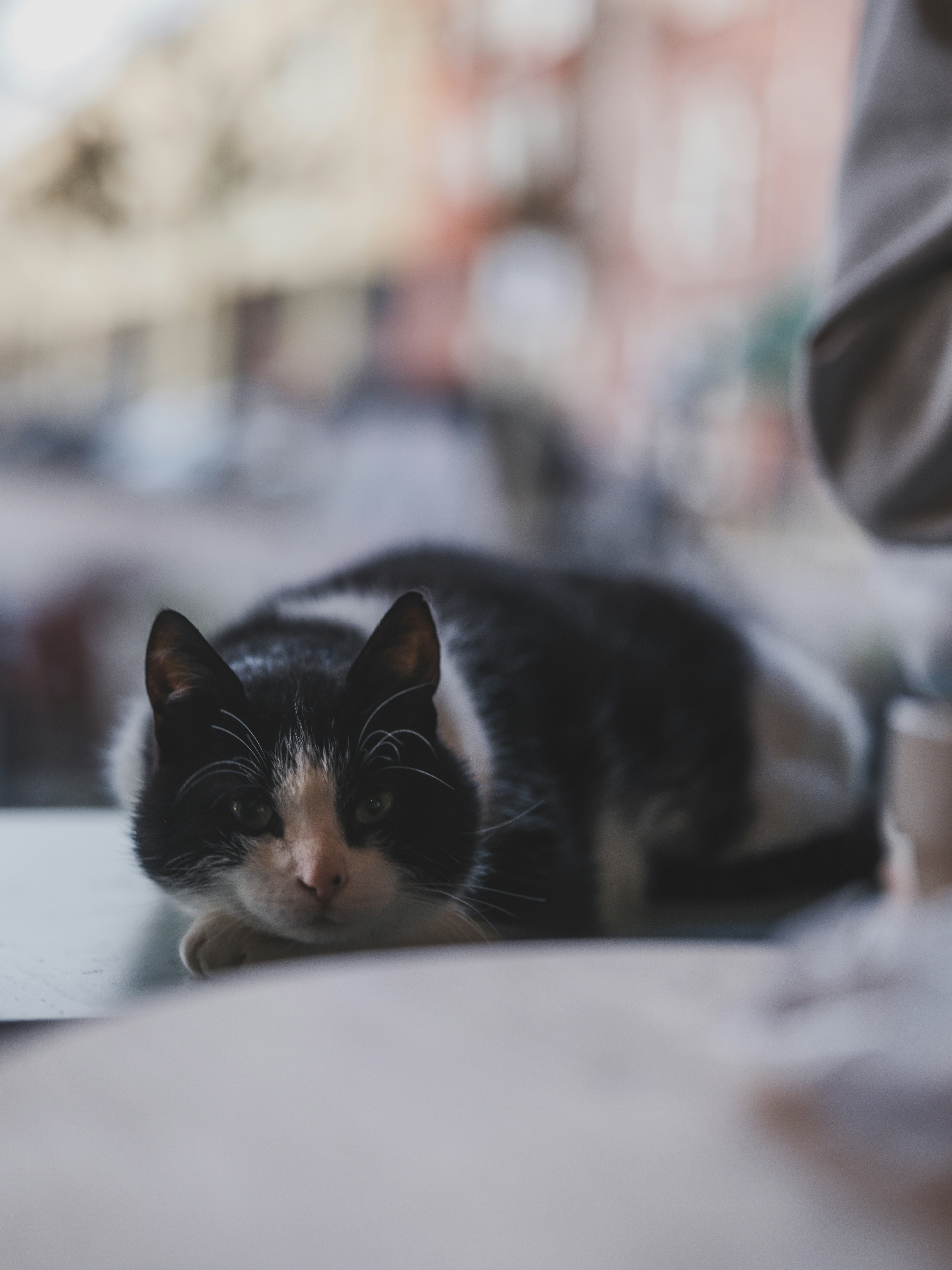 Curtained Focus: A Calm Cat Resting in Soft Urban Light