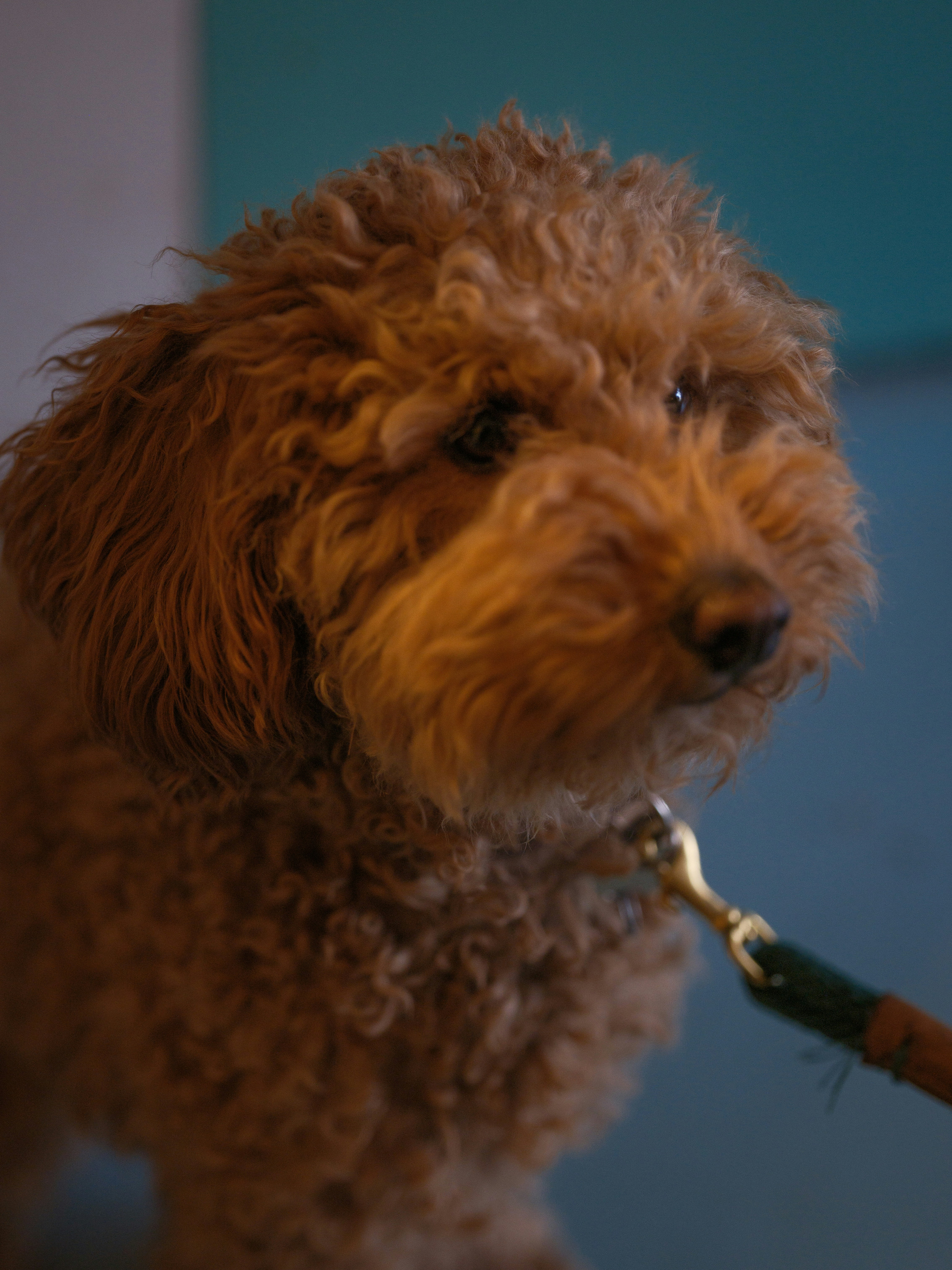 Curly Confidant: A Soft-Furred Profile in Warm Indoor Light