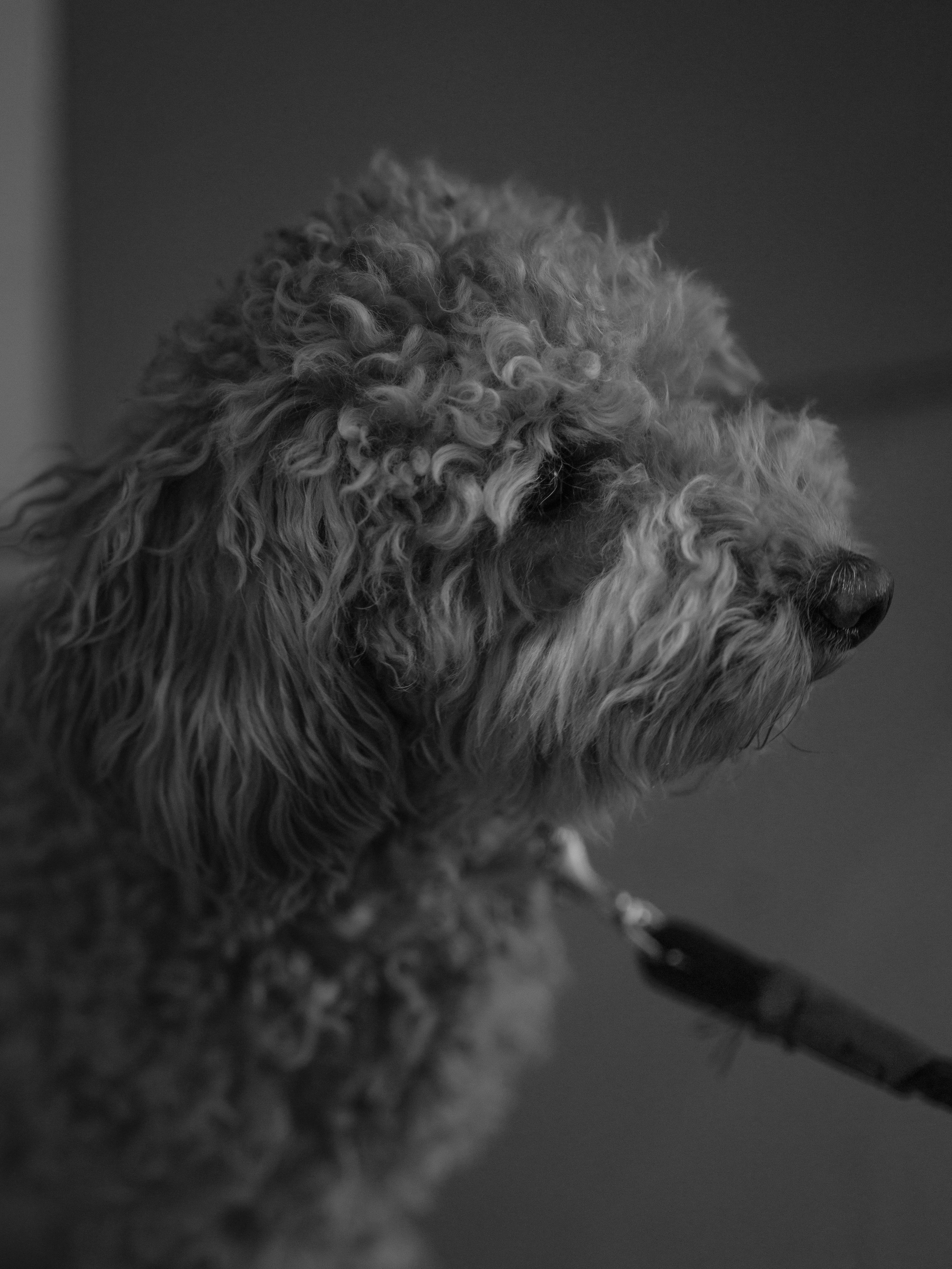 Pensive Poodle in Soft Focus