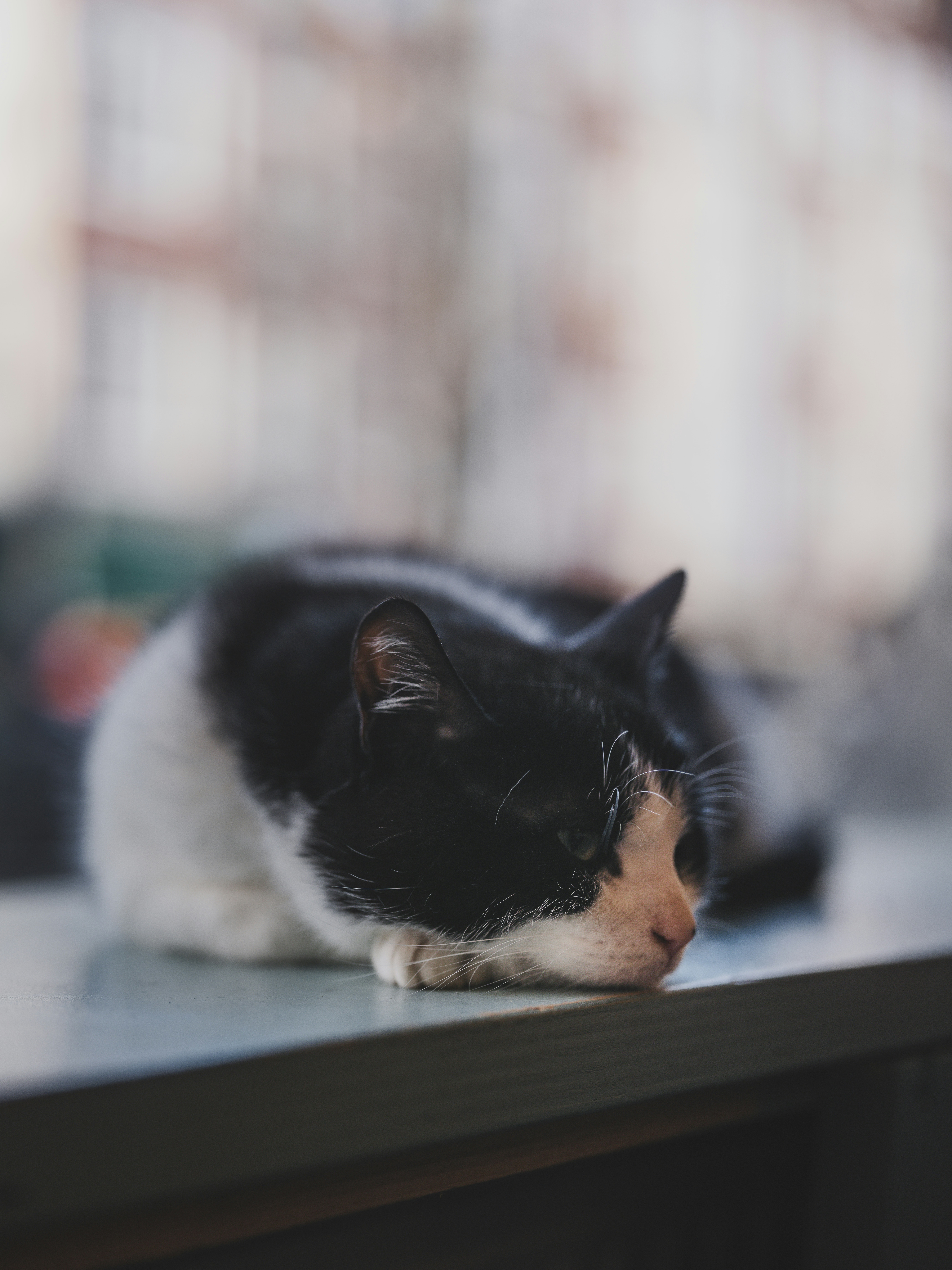 Muted Quiet: A Black-and-White Cat Resting on a Windowsill