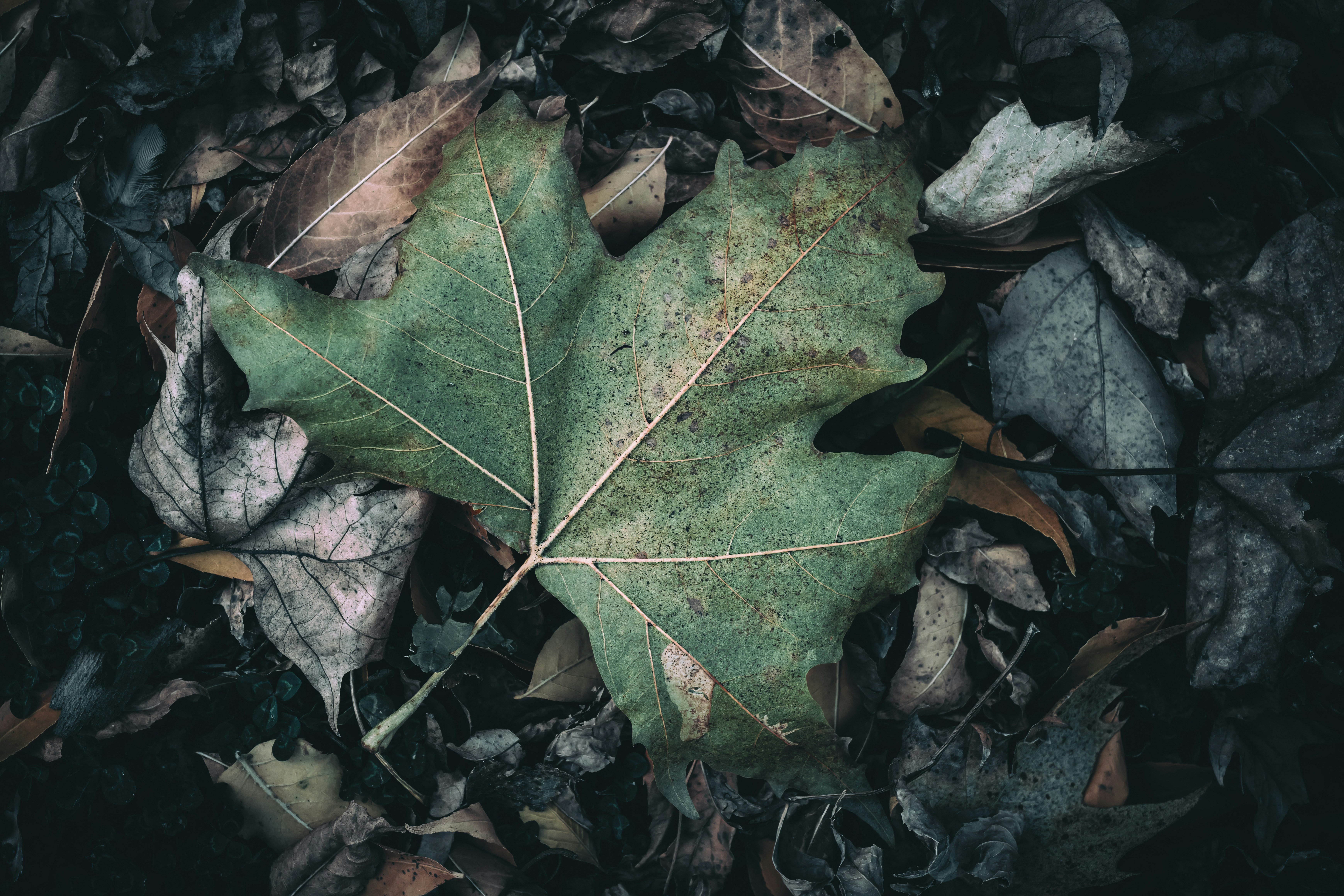 Central Maple Leaf in a Quiet Woodland Bed