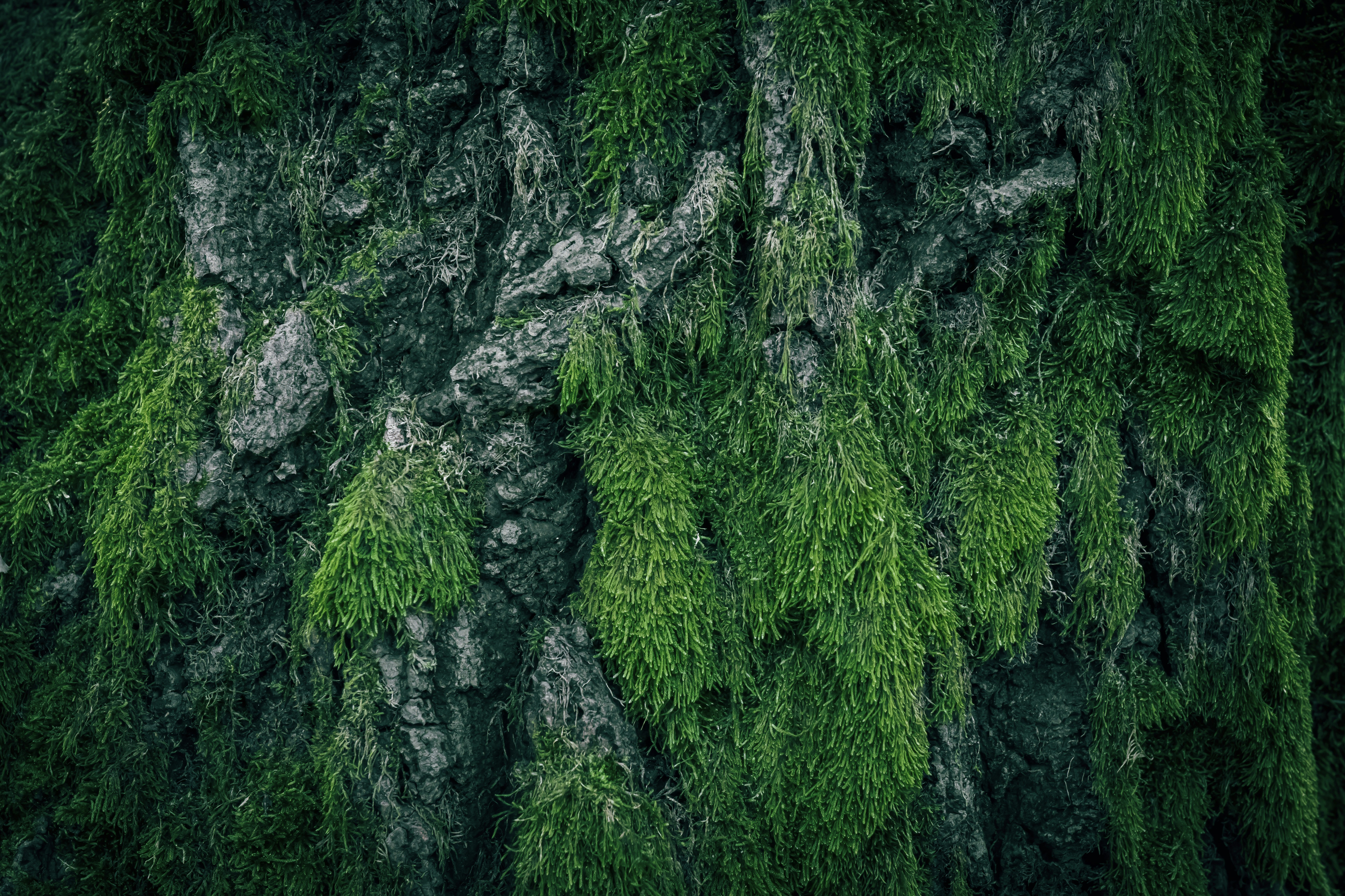 A close up of green Moss on a tree bark