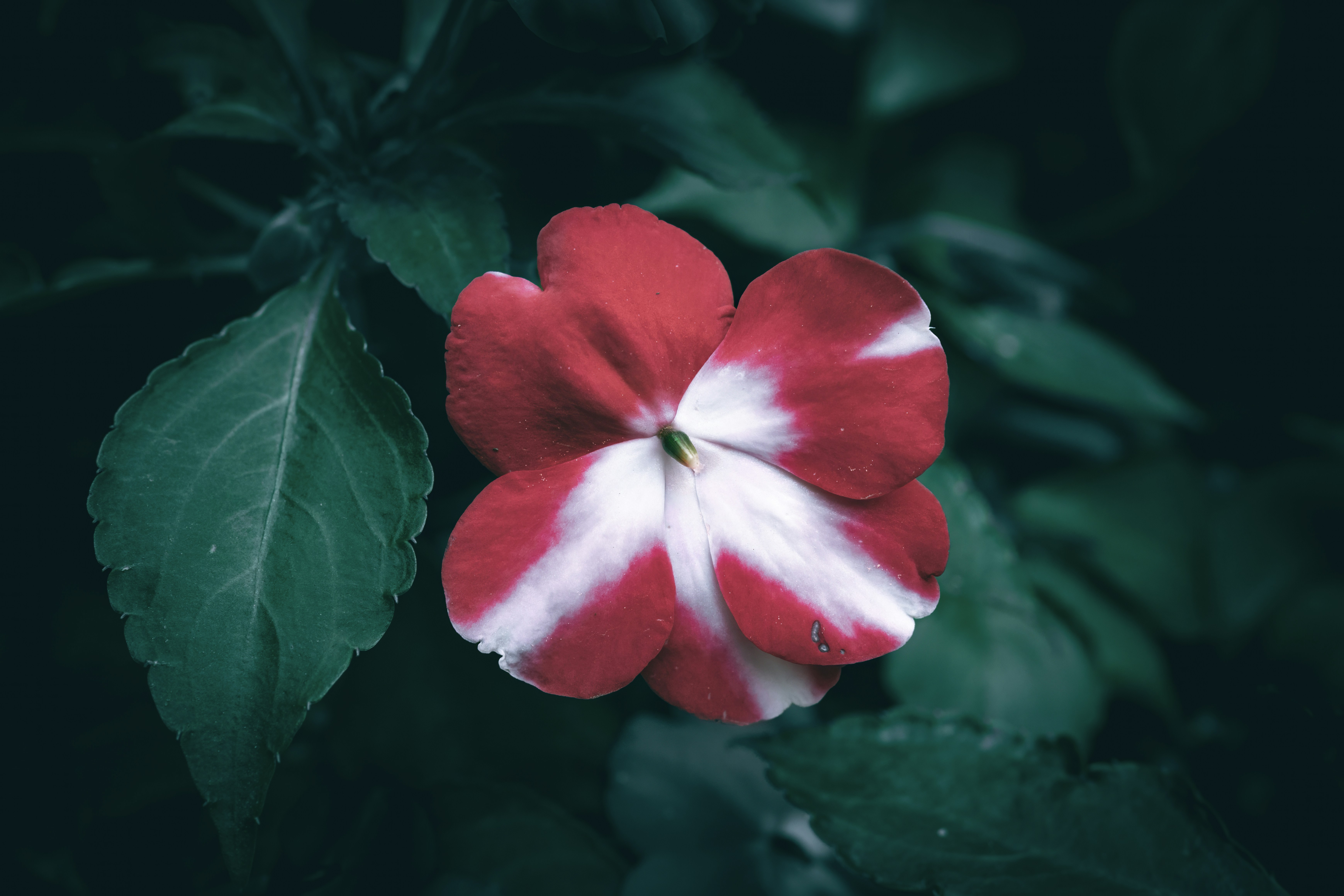 Red-and-White Petal Bloom Centerstage in Cool Green Backdrop