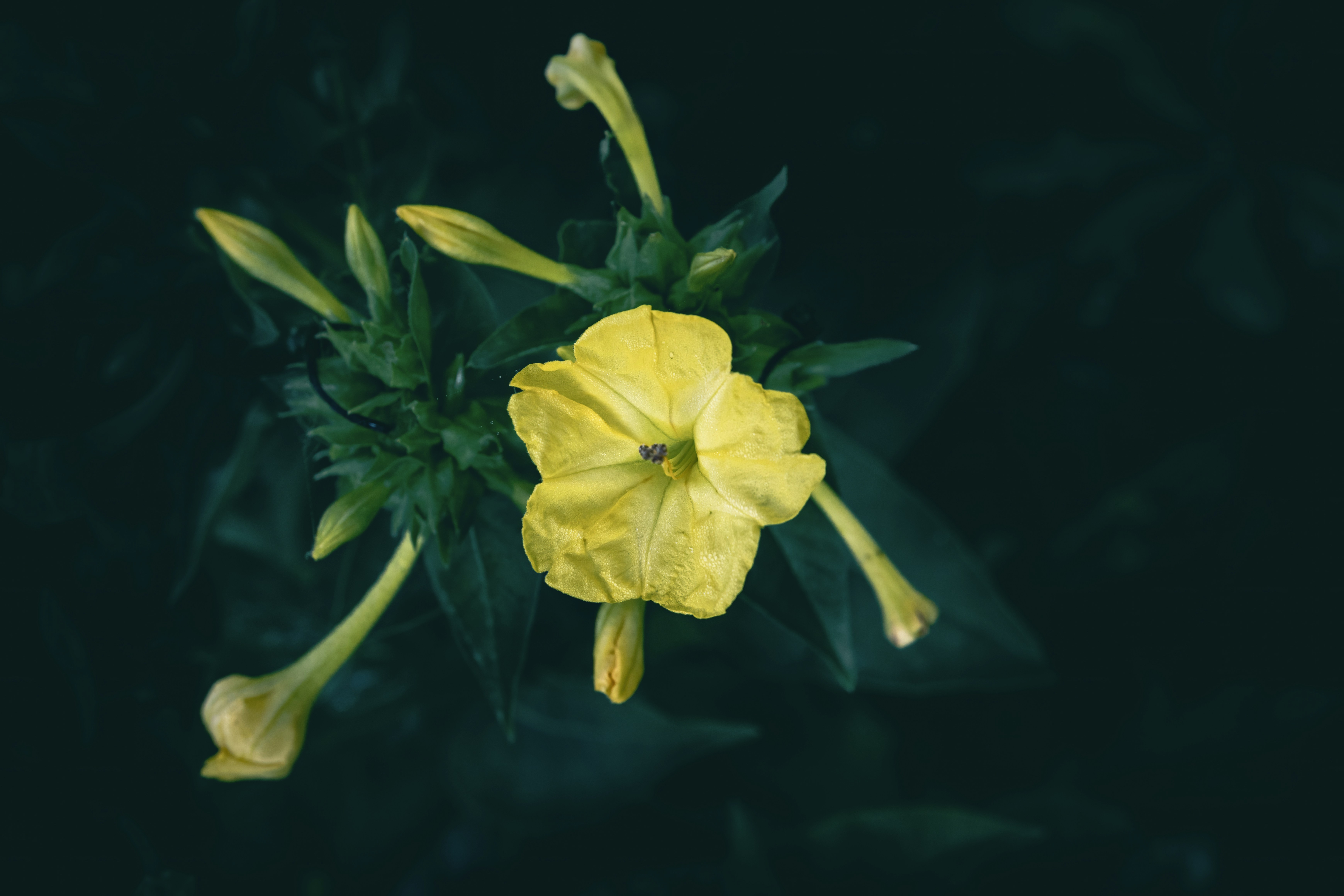 Lone Yellow Bloom in a Velvet Night Garden