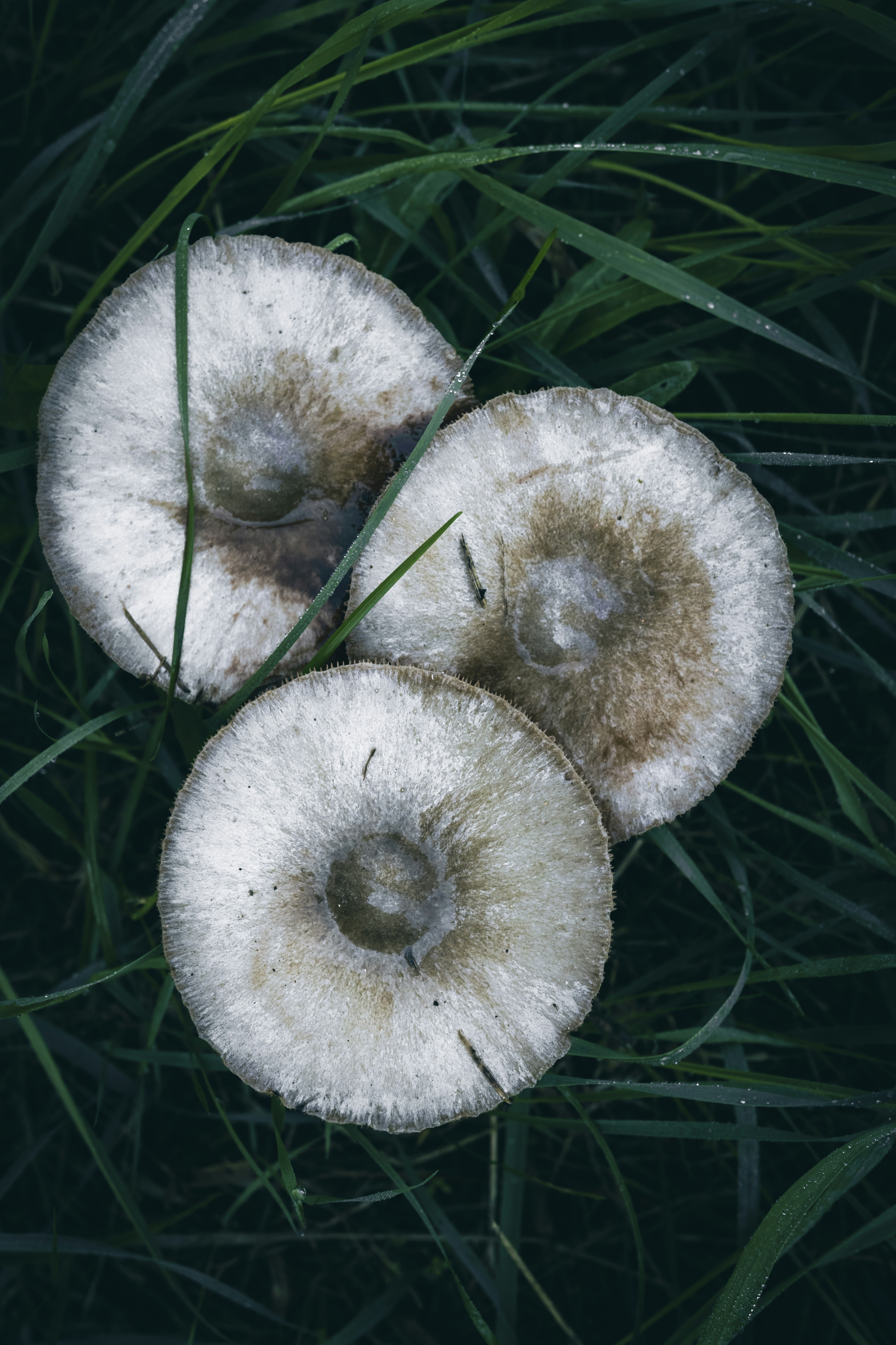 Three frost-kissed mushrooms resting in dark grass