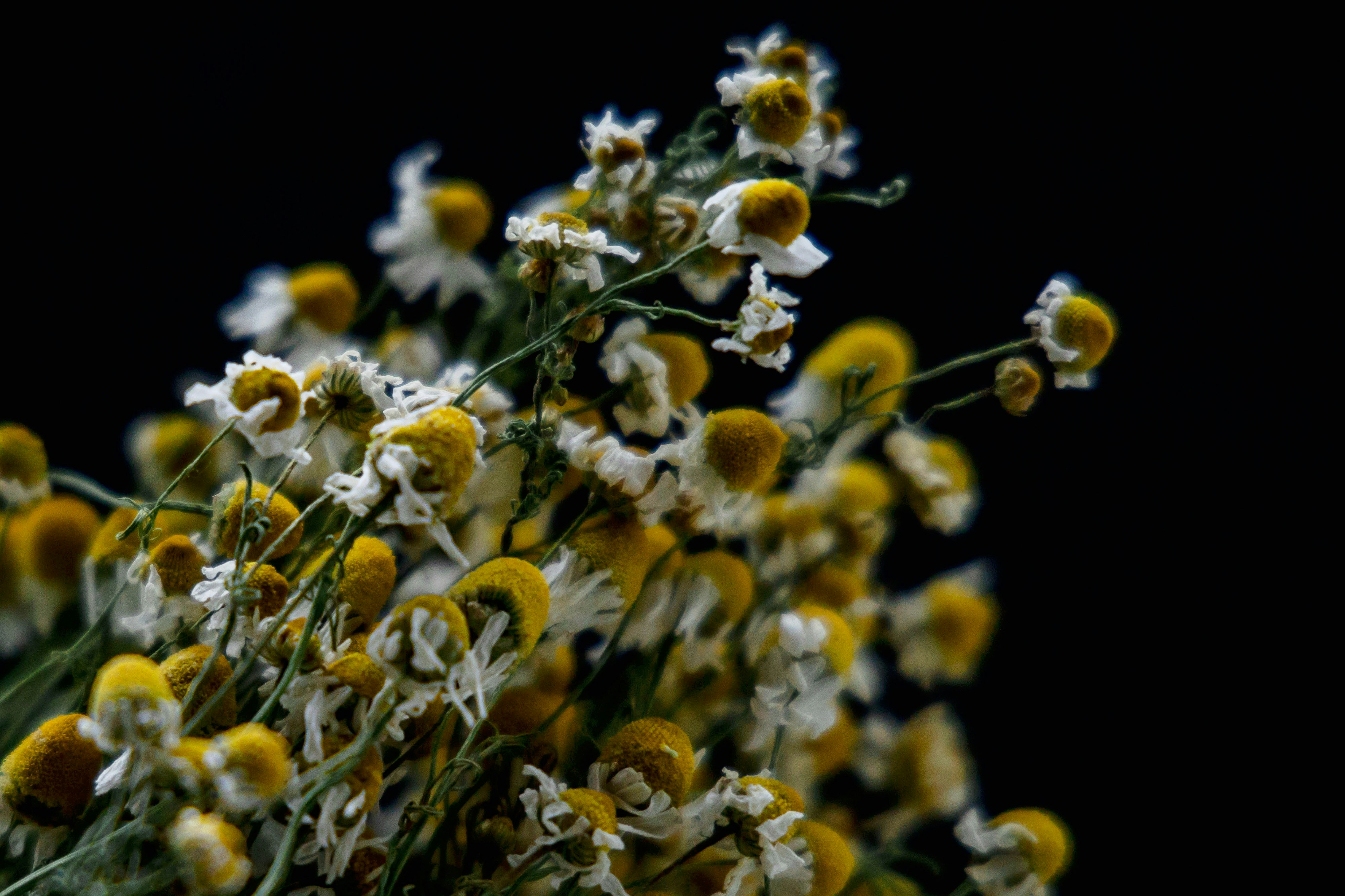 Moonlit Meadow: White daisies with yellow centers in a dark void