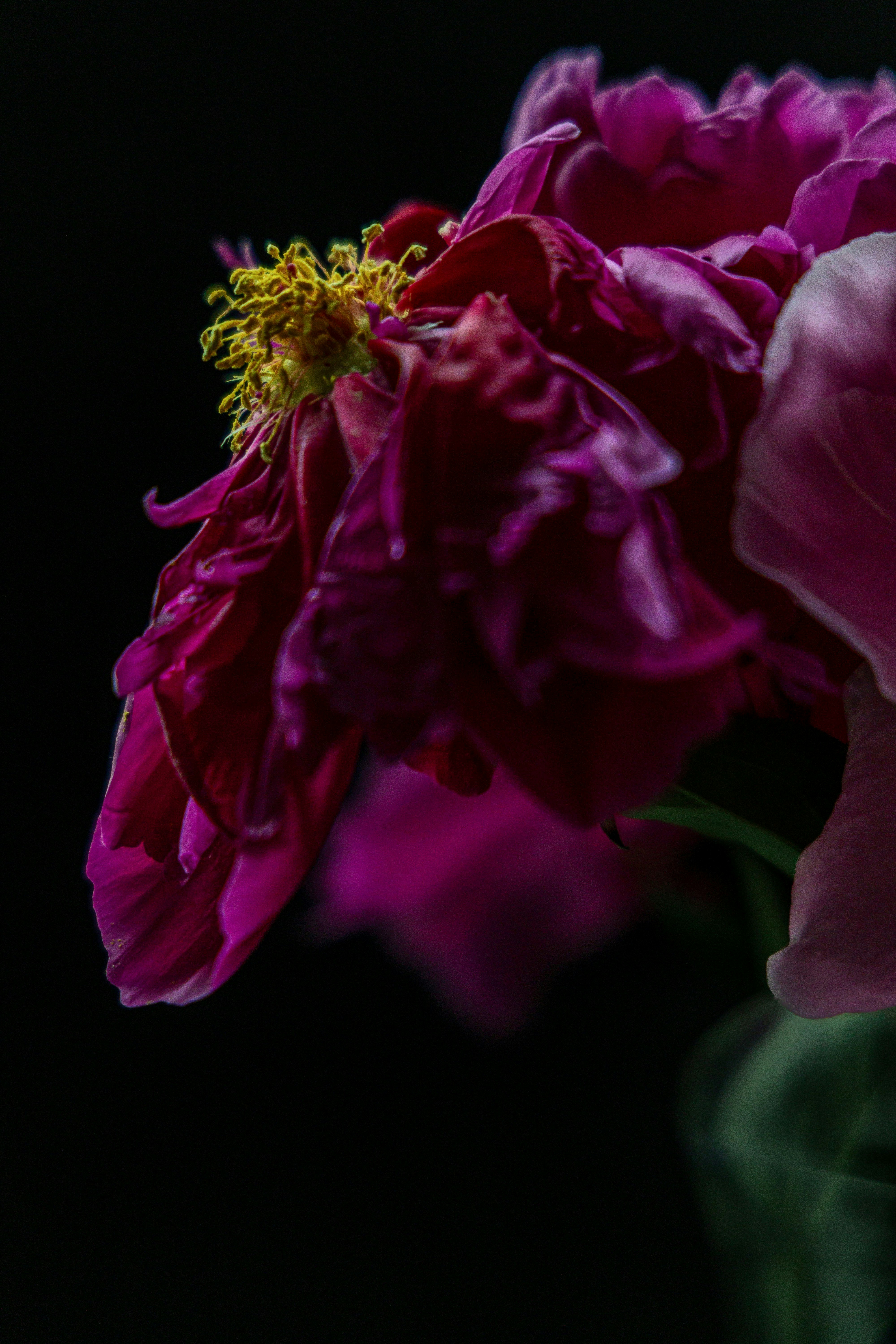 Petals in the Spotlight: A Night-Bloomed Contrast