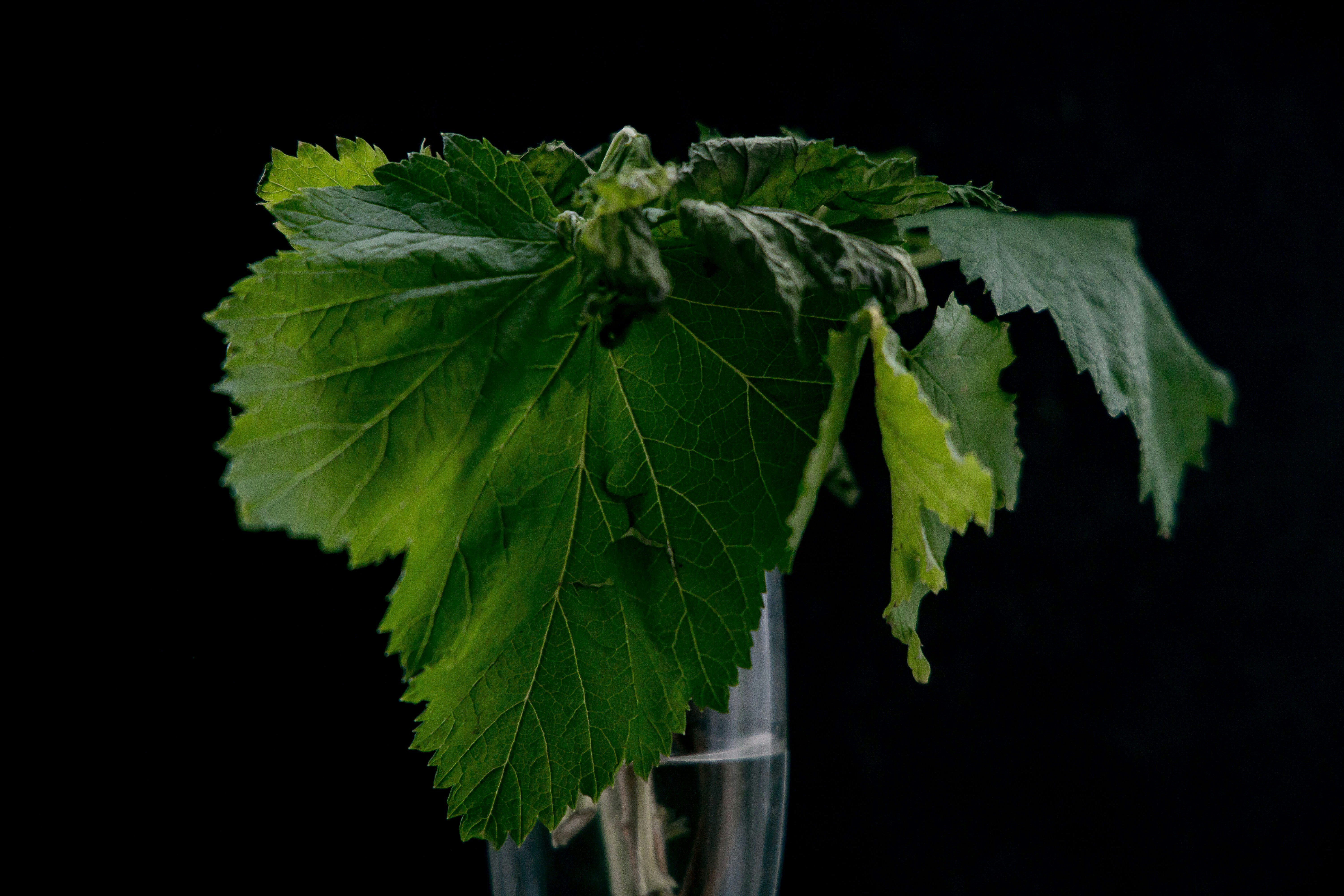 Emerald Leaf in Focus: Minimalist Still-Life with a Dark Backdrop