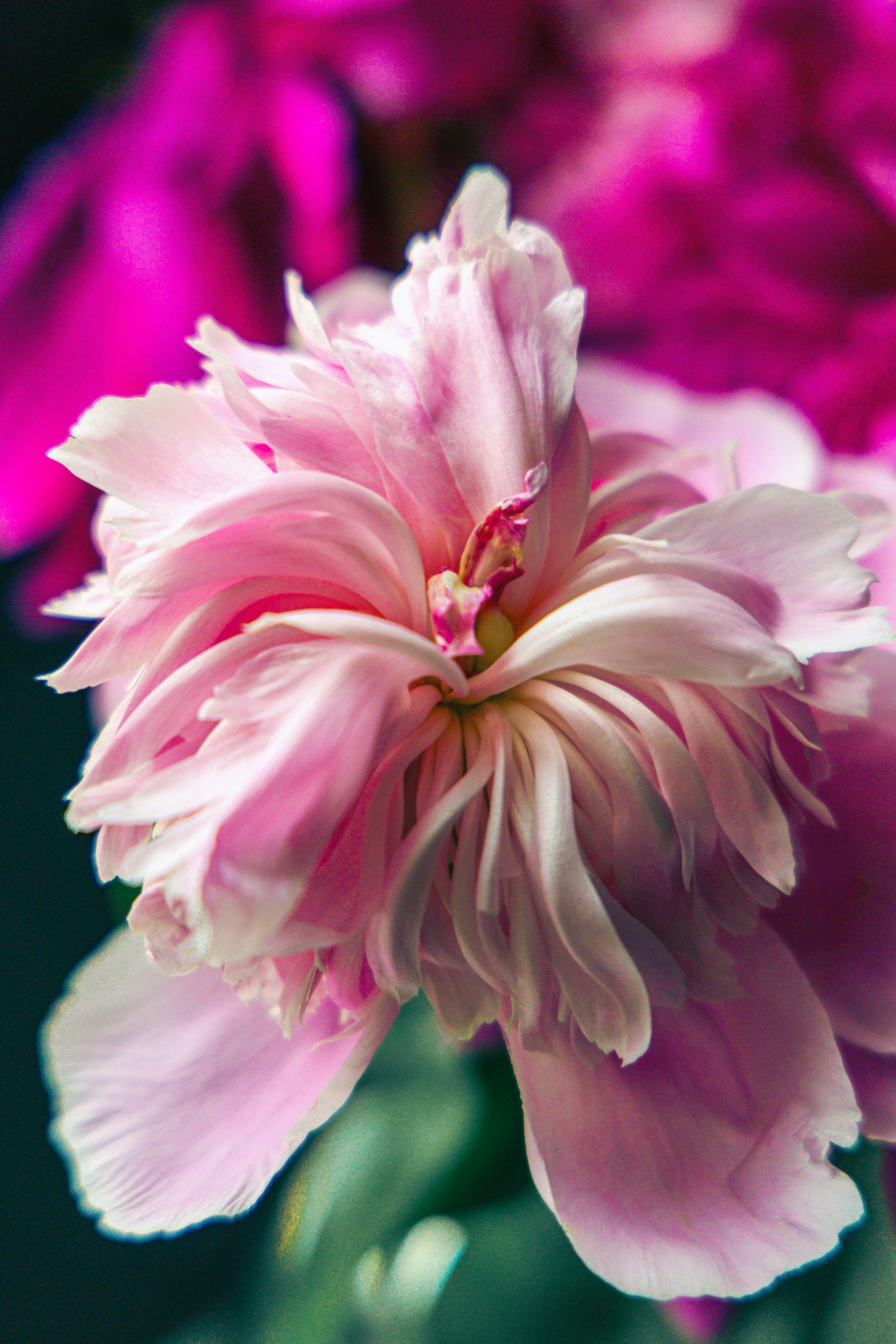 Center of Petal Dawn: A Close-Up of Pink Peony in Soft Focus