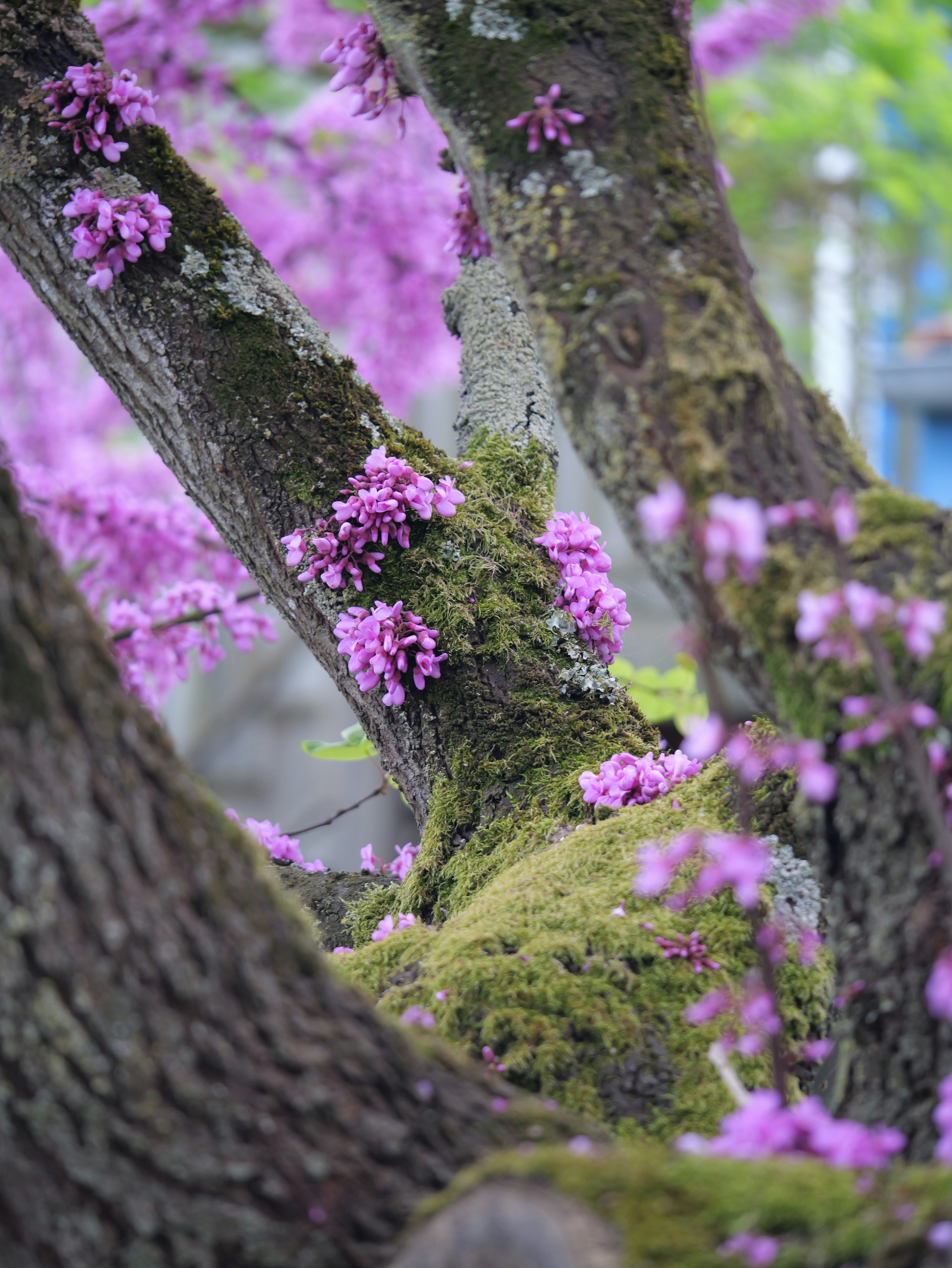 Pink Moss on Bark: a Glowing Lichen Trail Through Trunks