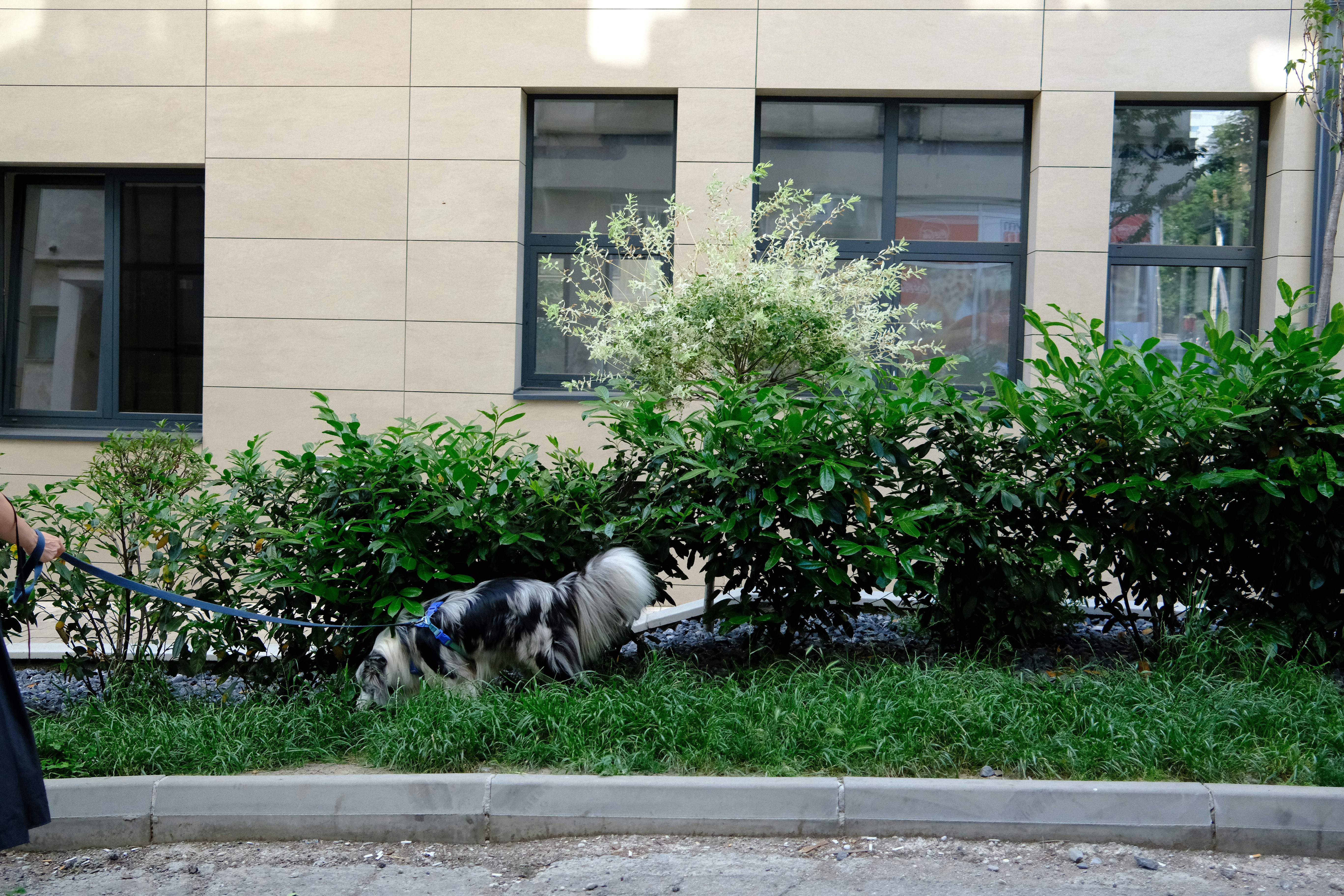 Stray Dog Stroll by a Modern Building