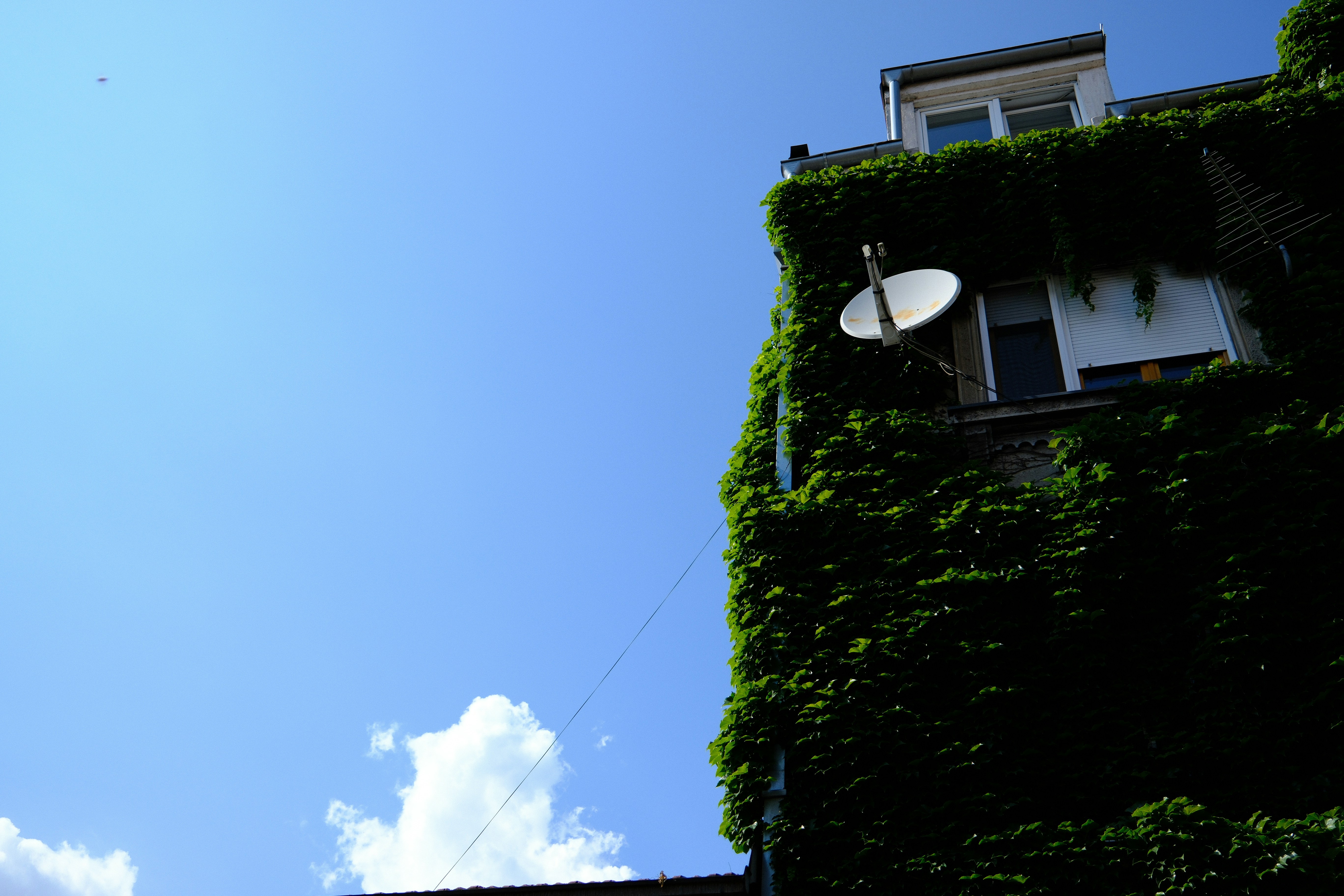 Satellite dish on an ivy-covered building under a blue sky.