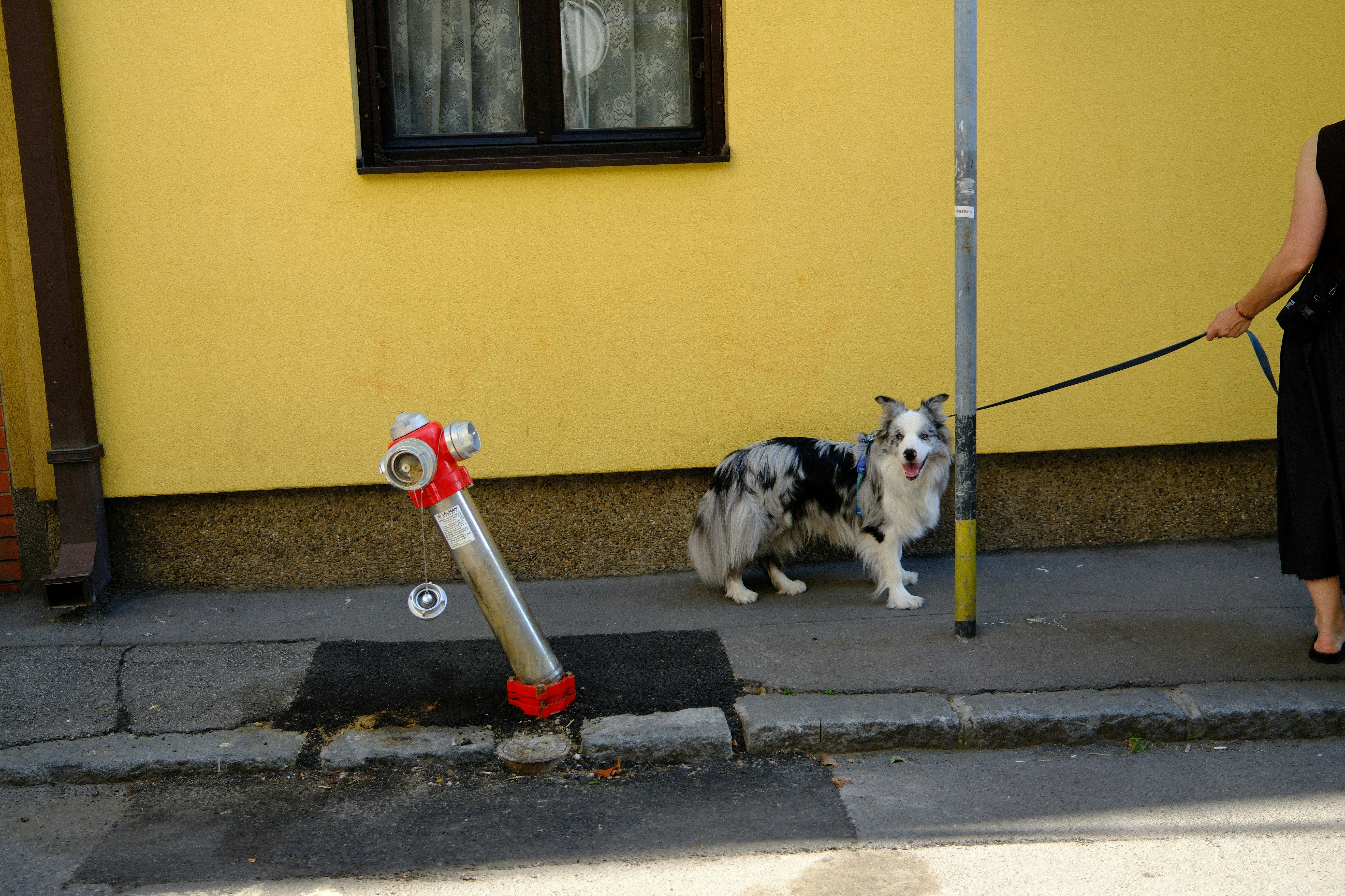 Wary Whistler: A Collie on a Quiet City Street