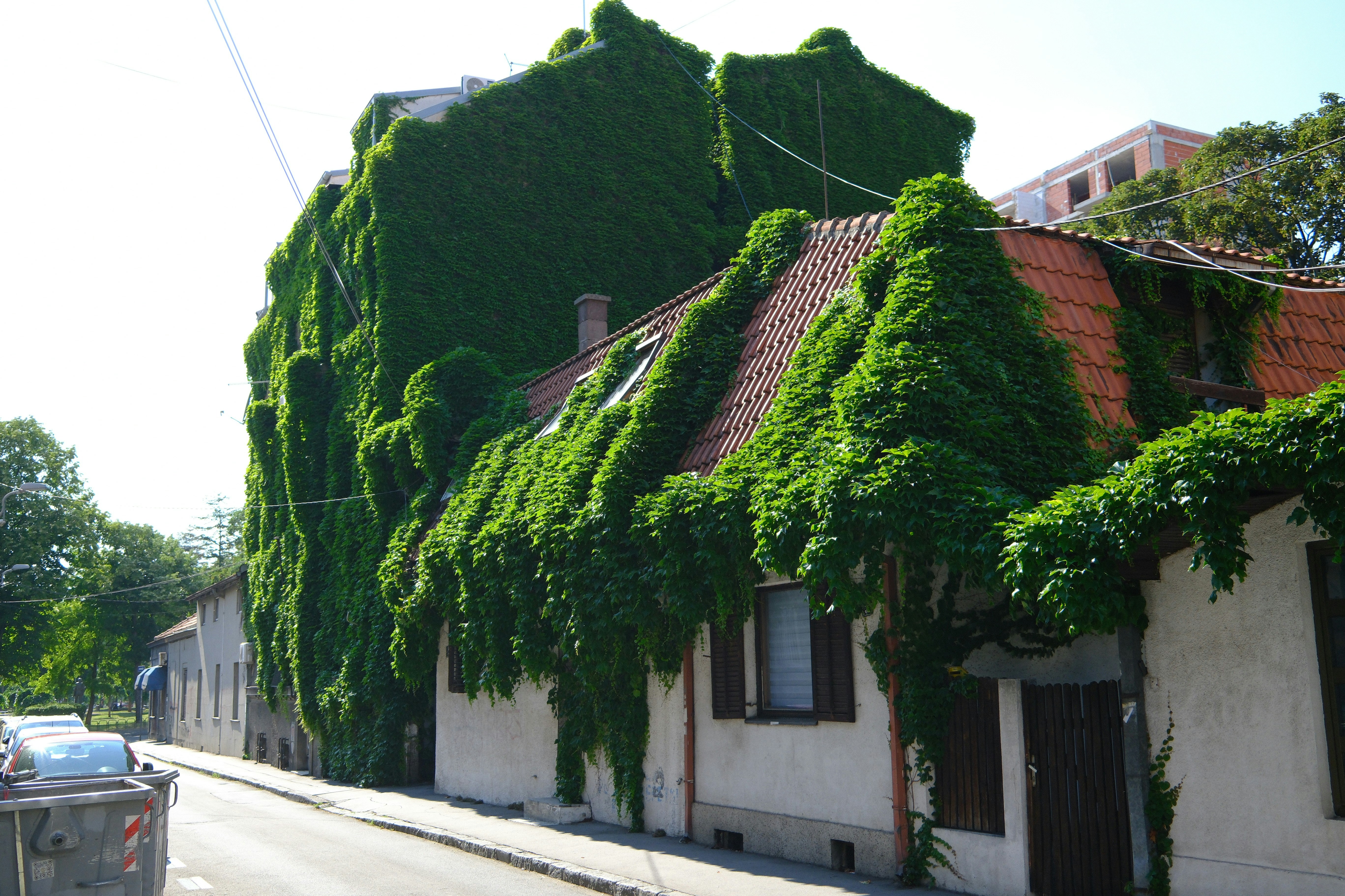 Ivy-blanketed Corner: Sunlit Facade & Rooftop Cascade